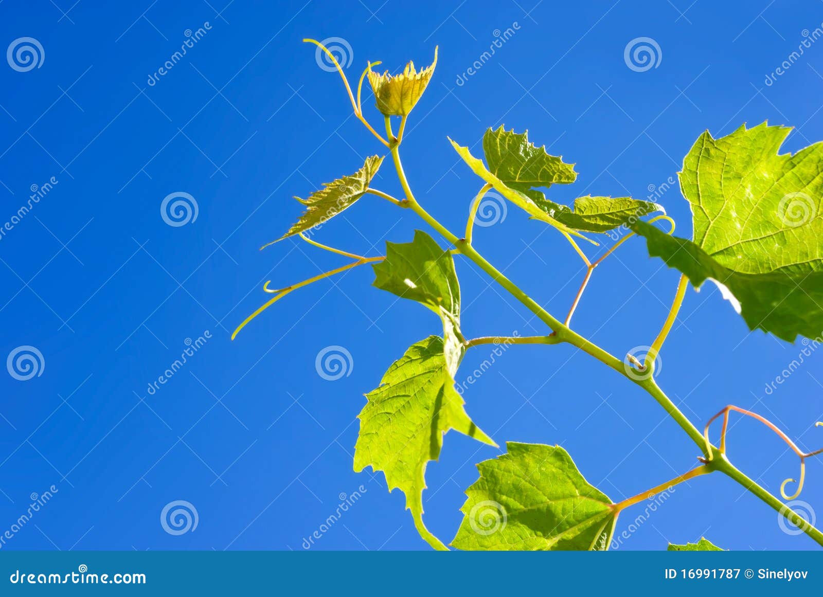 Grape sprout stock image. Image of horticulture, photosynthesis - 16991787