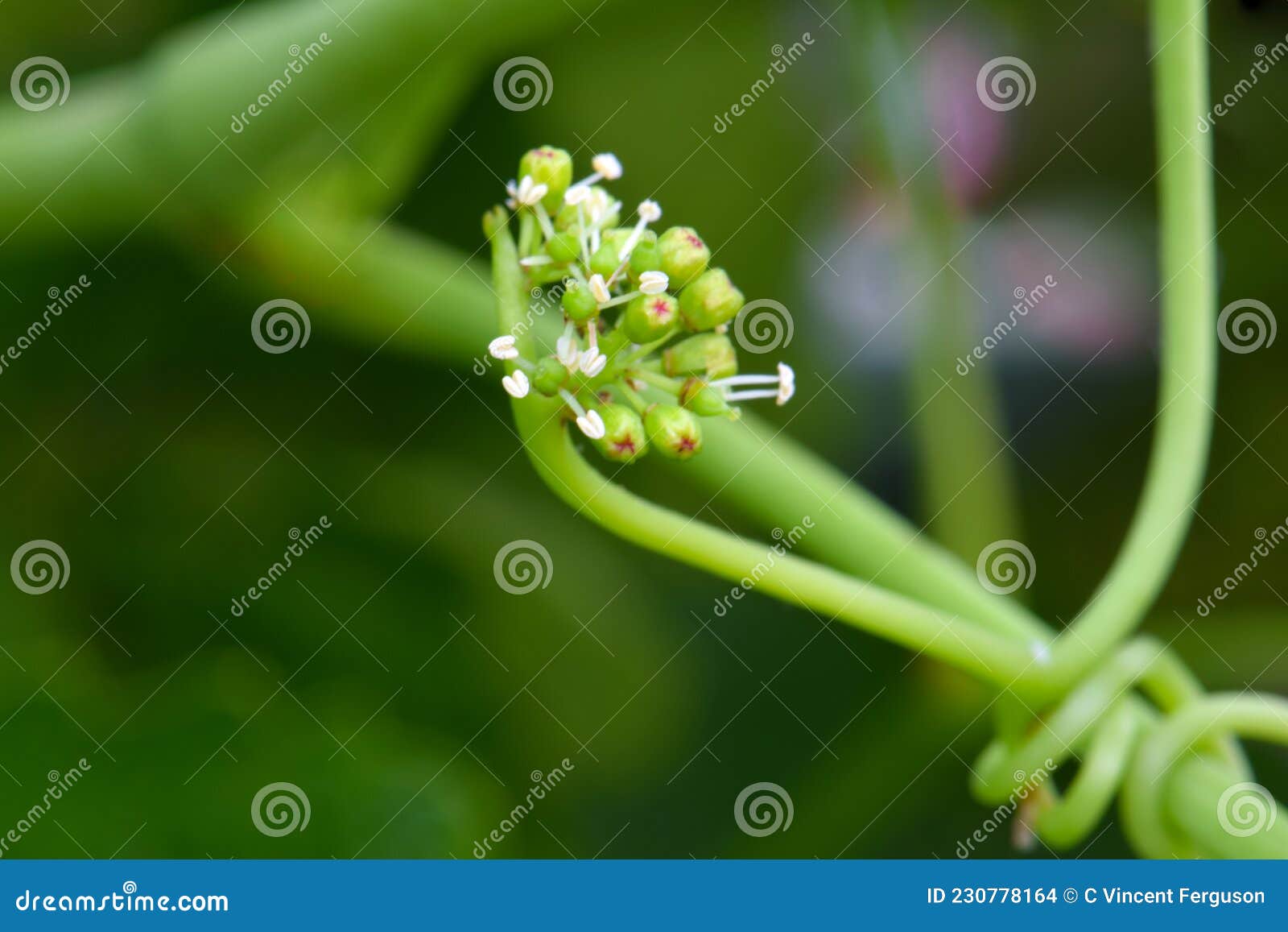 Grape Sprout, Soon To Be Grapes Stock Photo - Image of botanical ...