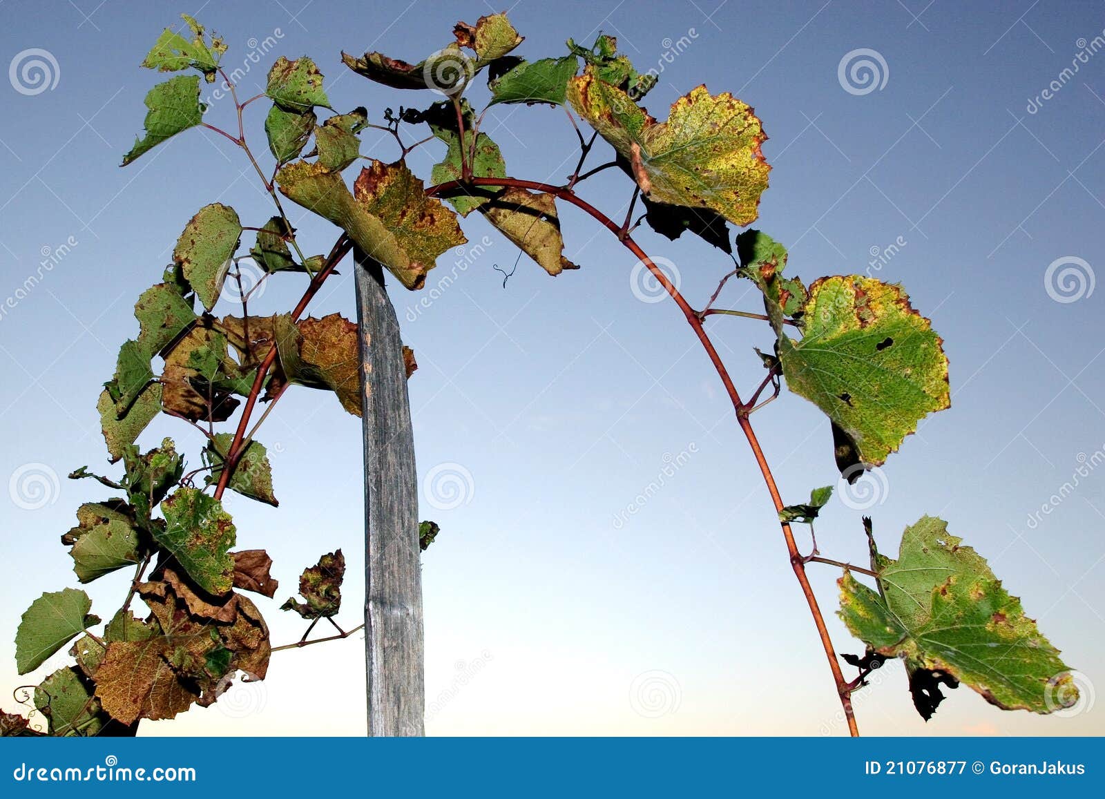 Grape stalks stock image. Image of harvest, growing, ripen - 21076877