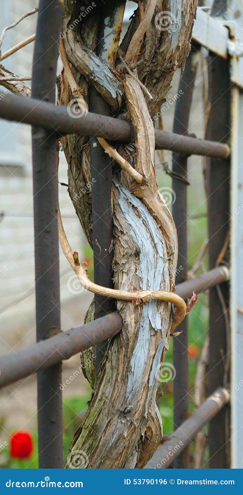 Grape Stalks Metal Mesh Fence Encircles Stock Photo - Image of plait ...