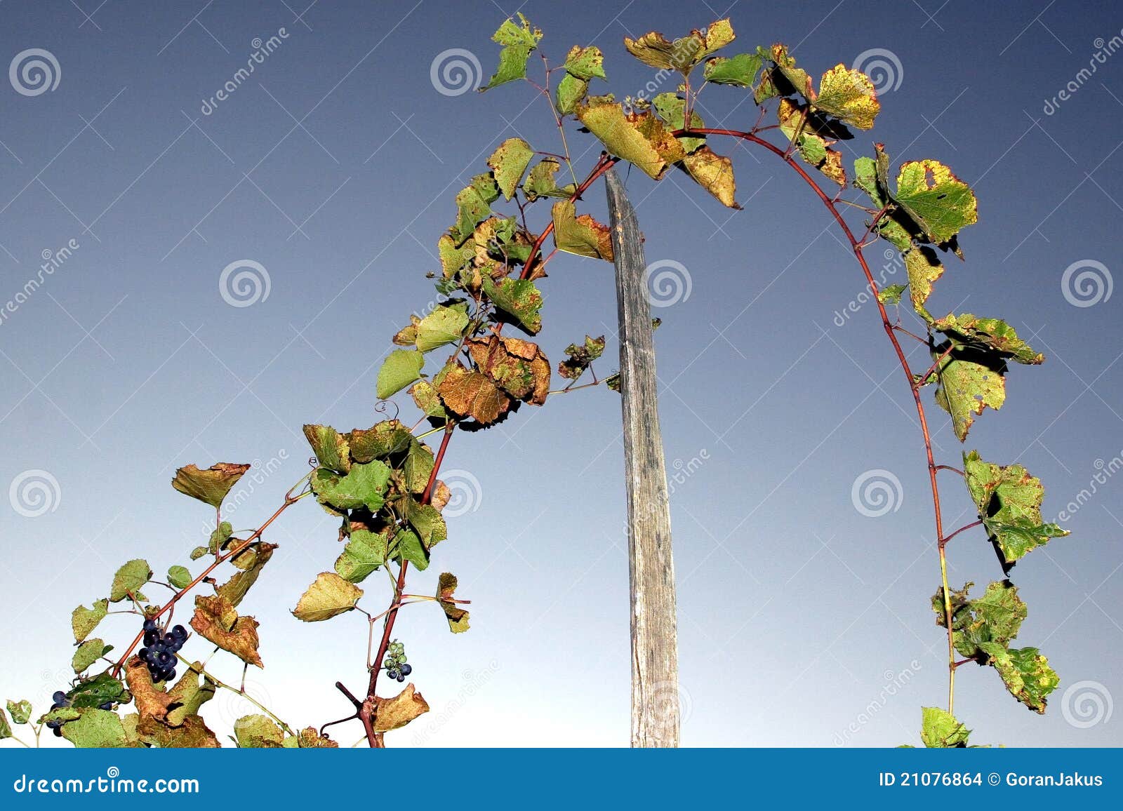 Grape stalks with sky stock photo. Image of grow, grapevine - 21076864