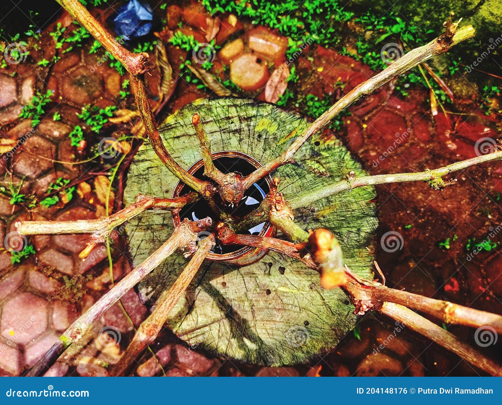 Red Grape With Stem Stock Photography | CartoonDealer.com #131480084