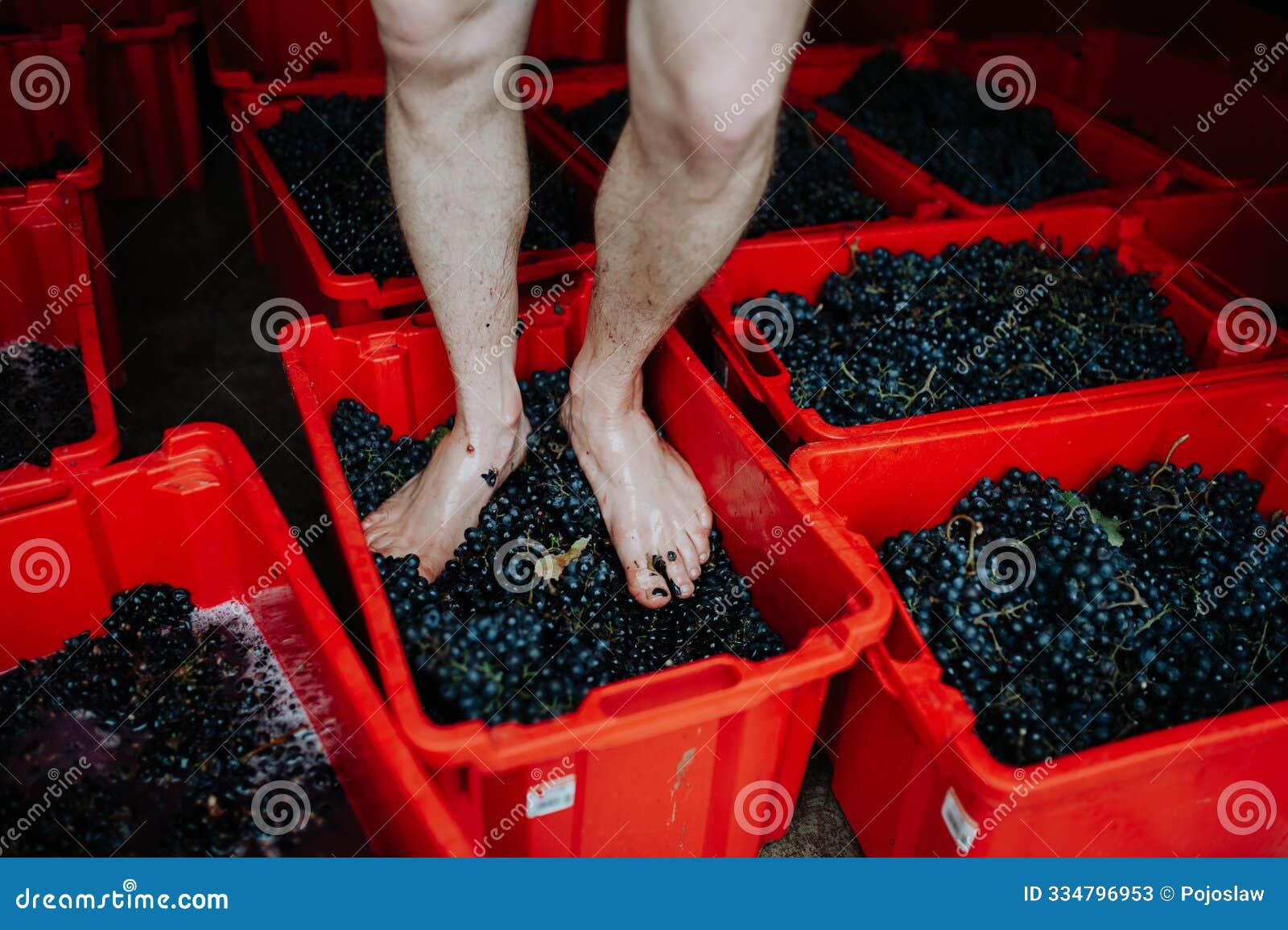 Grape Stomping. Close Up on Crushing Grapes with Feet. Stock Image ...