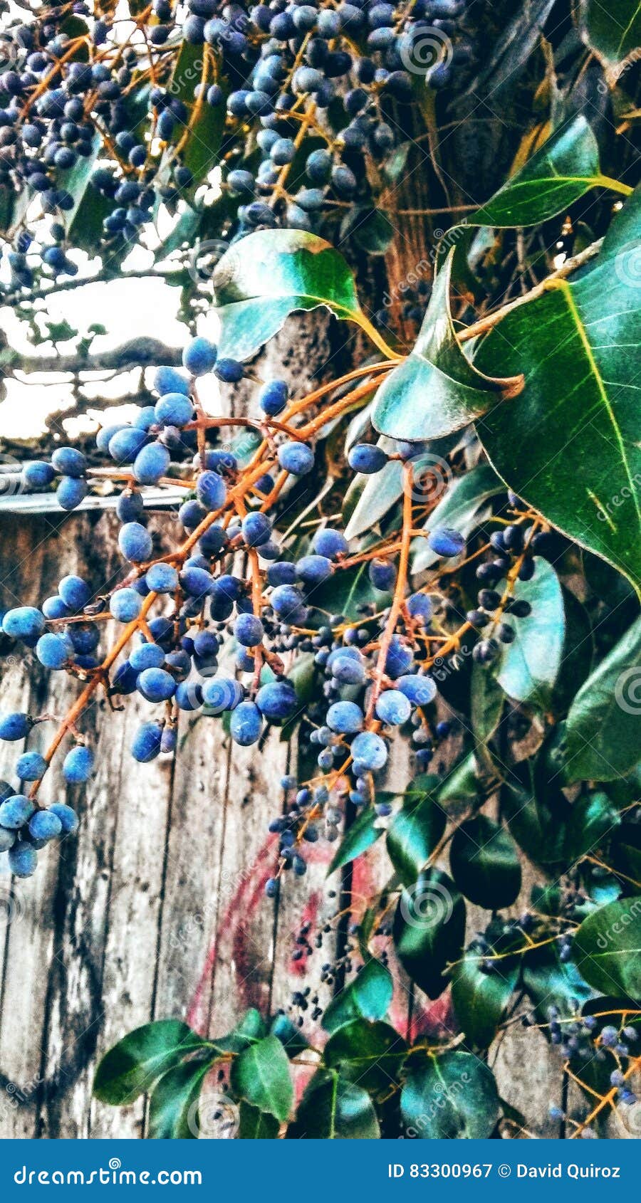 Grape street stock image. Image of blueberry, street - 83300967