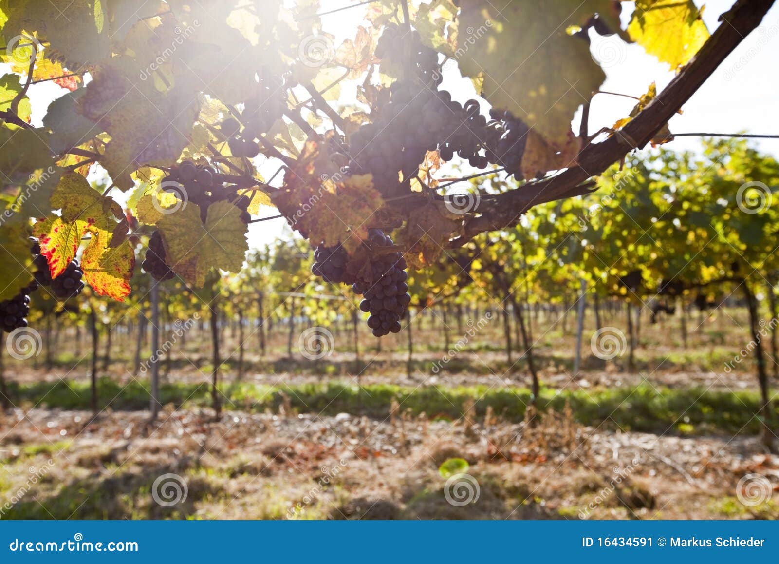 Grape in sunlight stock image. Image of nature, season - 16434591