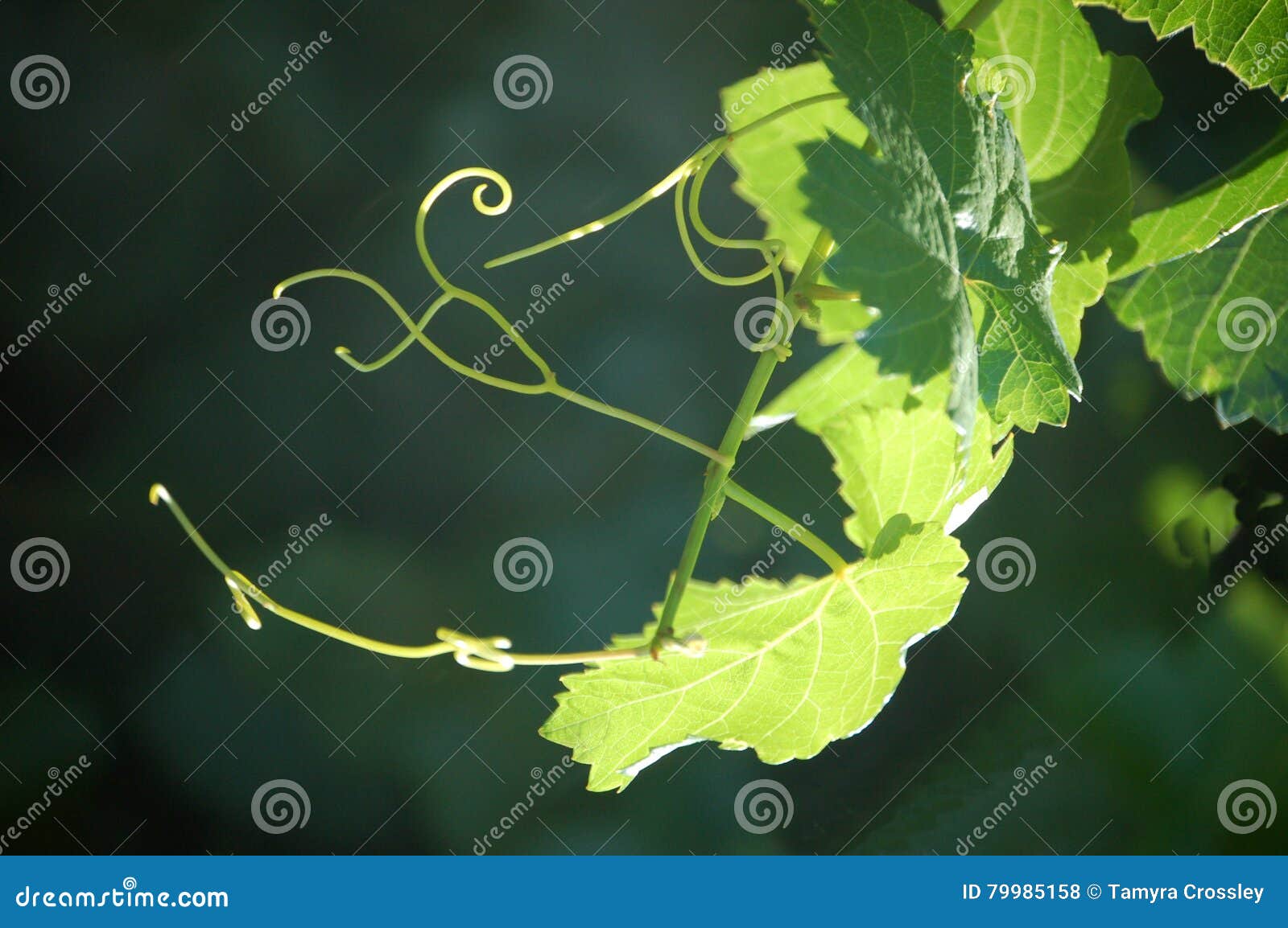 Grape Tendrils stock photo. Image of growth, green, farm - 79985158