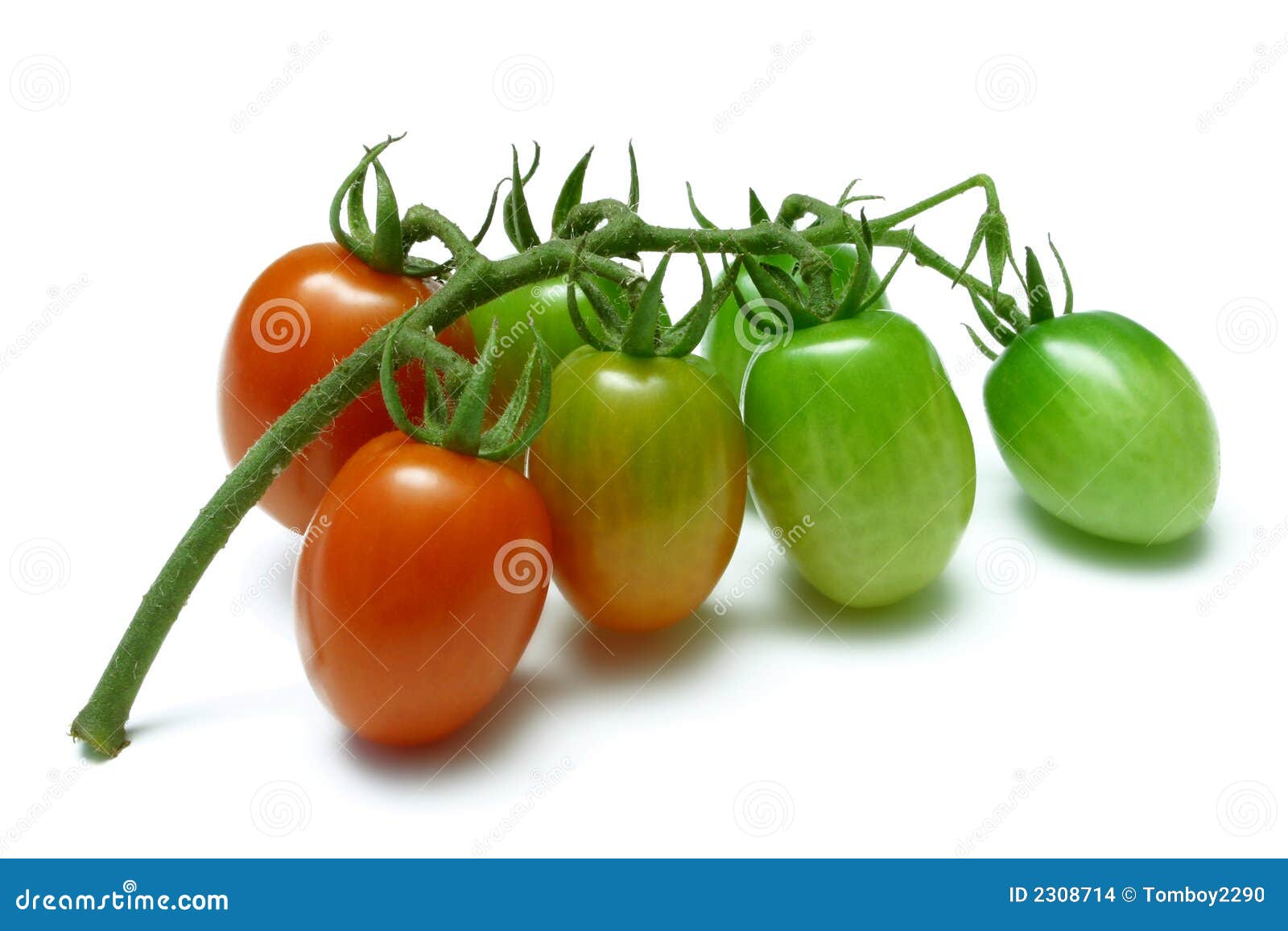 "Grape" Tomatoes stock photo. Image of food - 2308714