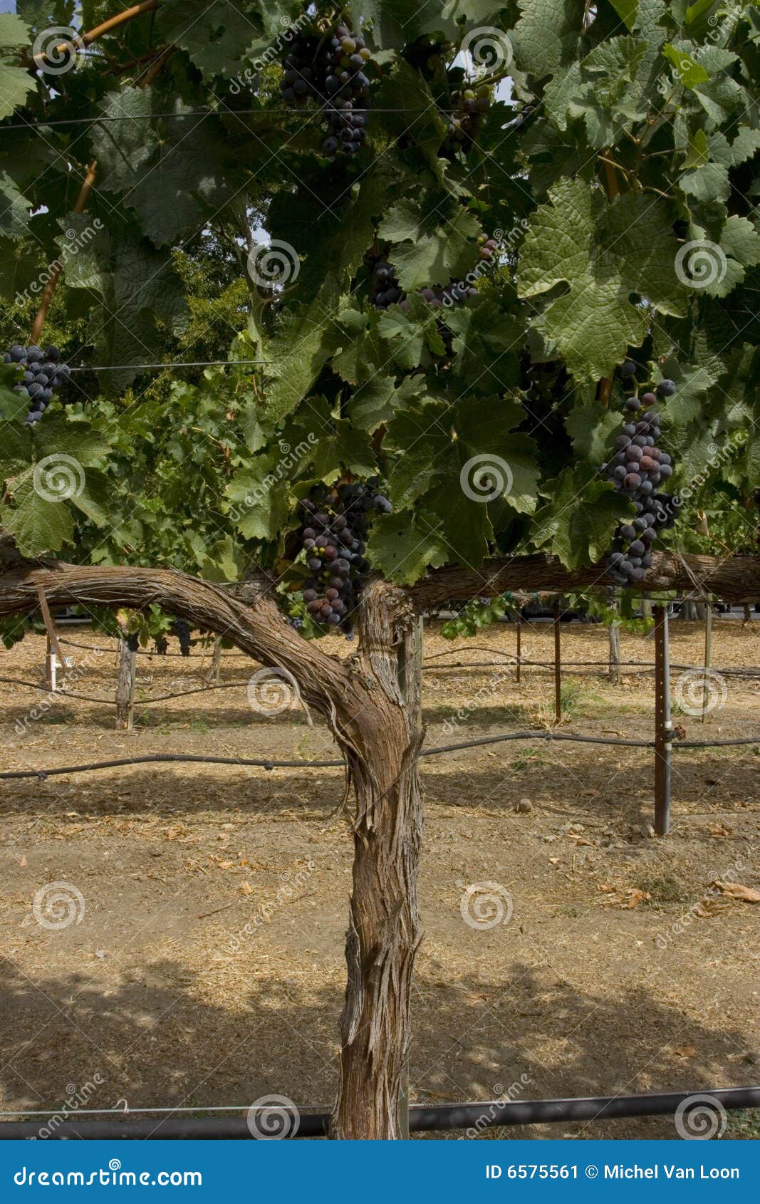 Grape tree stock image. Image of fruit, harvesting, country - 6575561