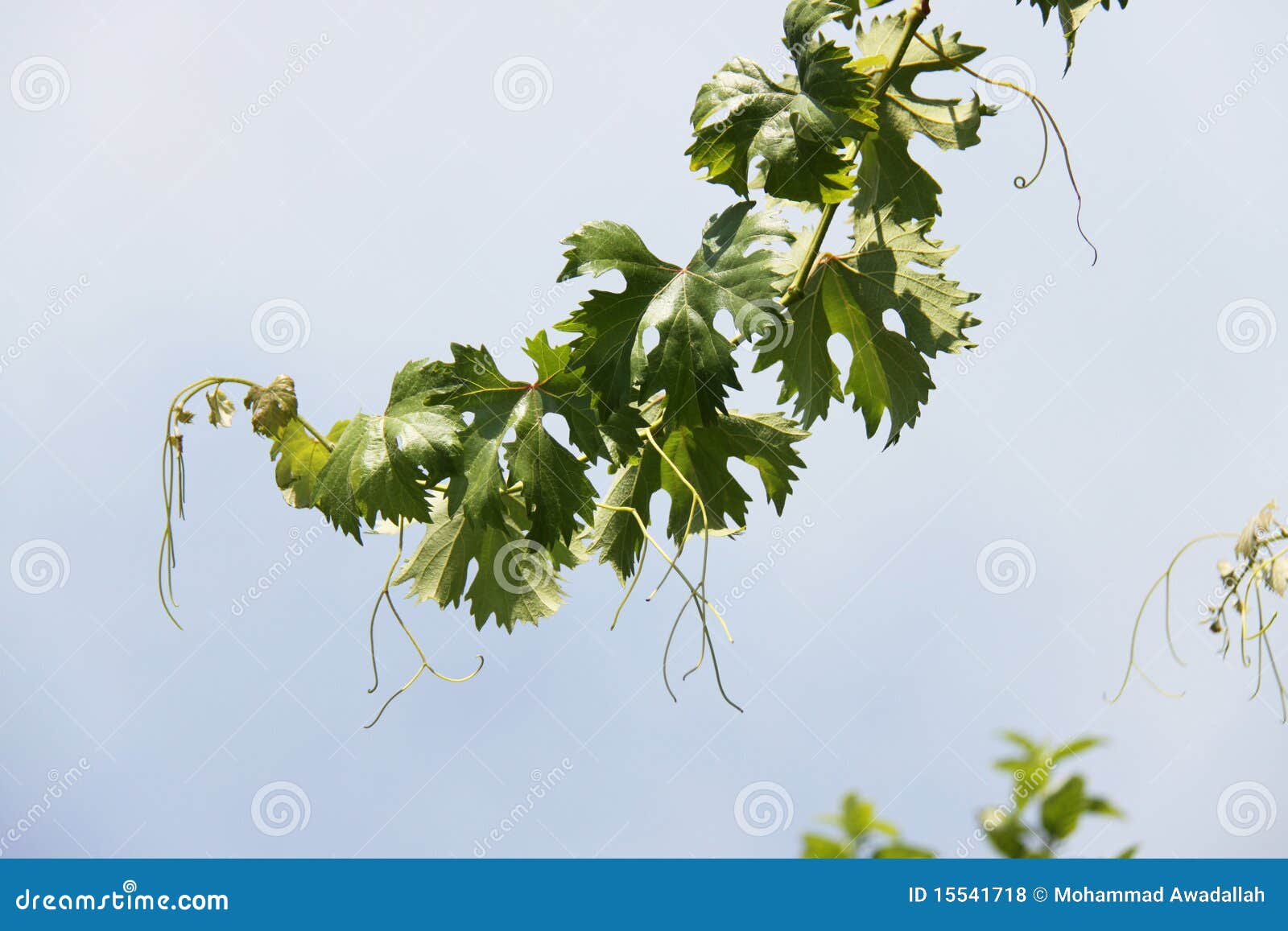 Grape Tree Branch stock photo. Image of grape, isolated - 15541718