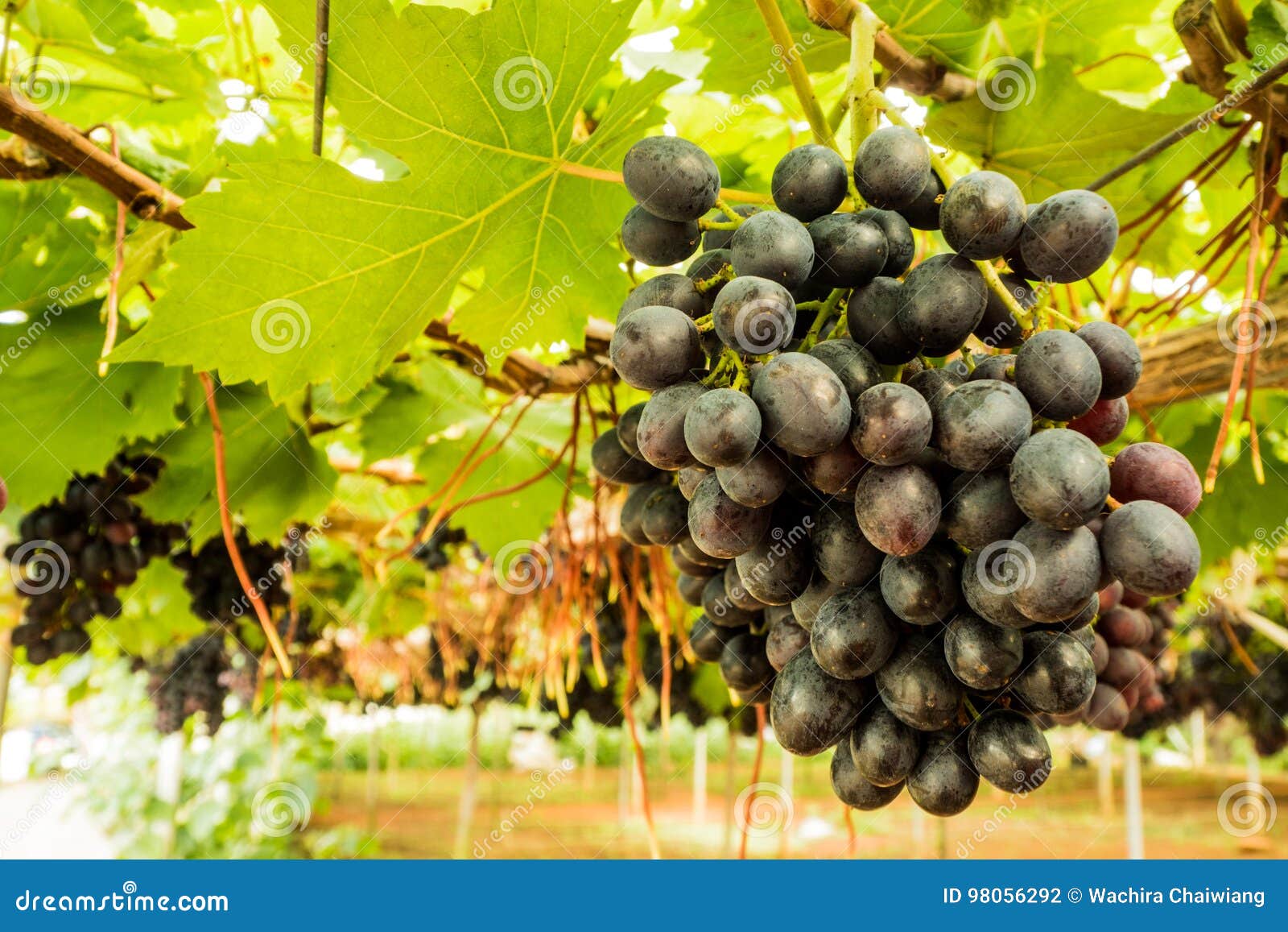 Grape on the Tree in the Farm Stock Photo - Image of wine, yard: 98056292