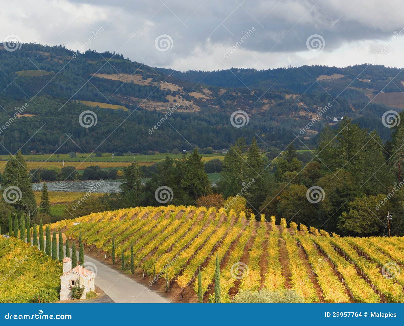Winery field stock photo. Image of yellow, green, trees - 29957764