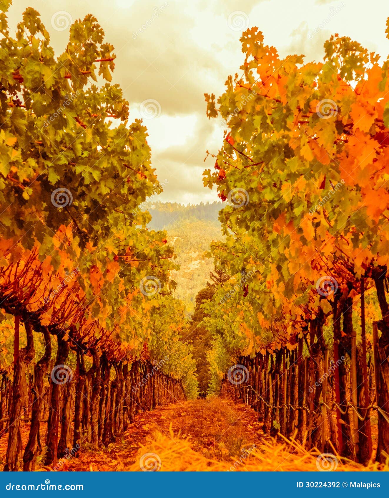 Winery field stock photo. Image of tree, path, field - 30224392