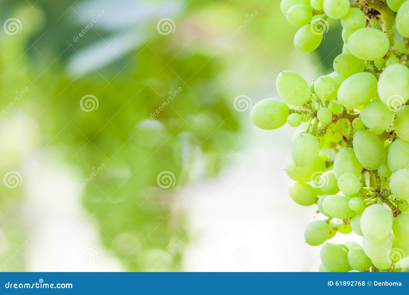 Grape tree in the garden stock photo. Image of farming - 61892768