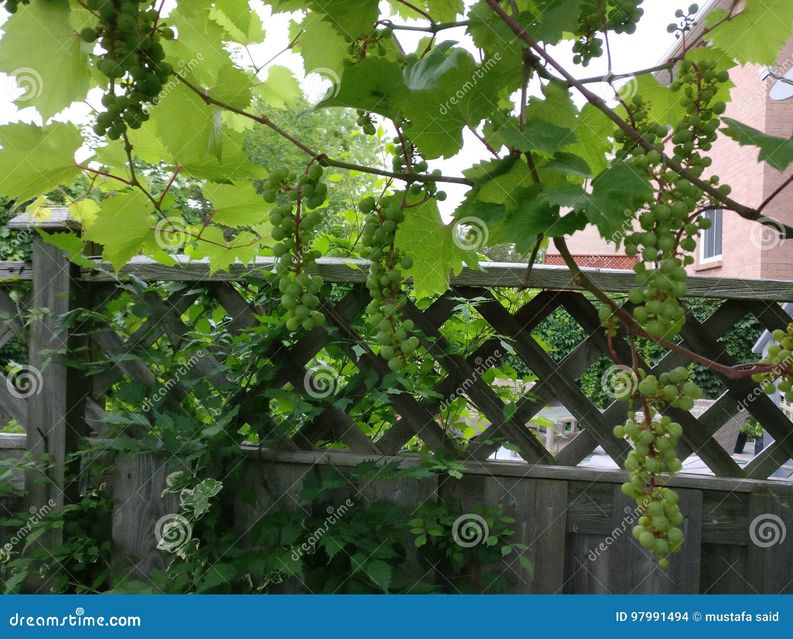 A grape tree stock photo. Image of leaves, tree, green - 97991494