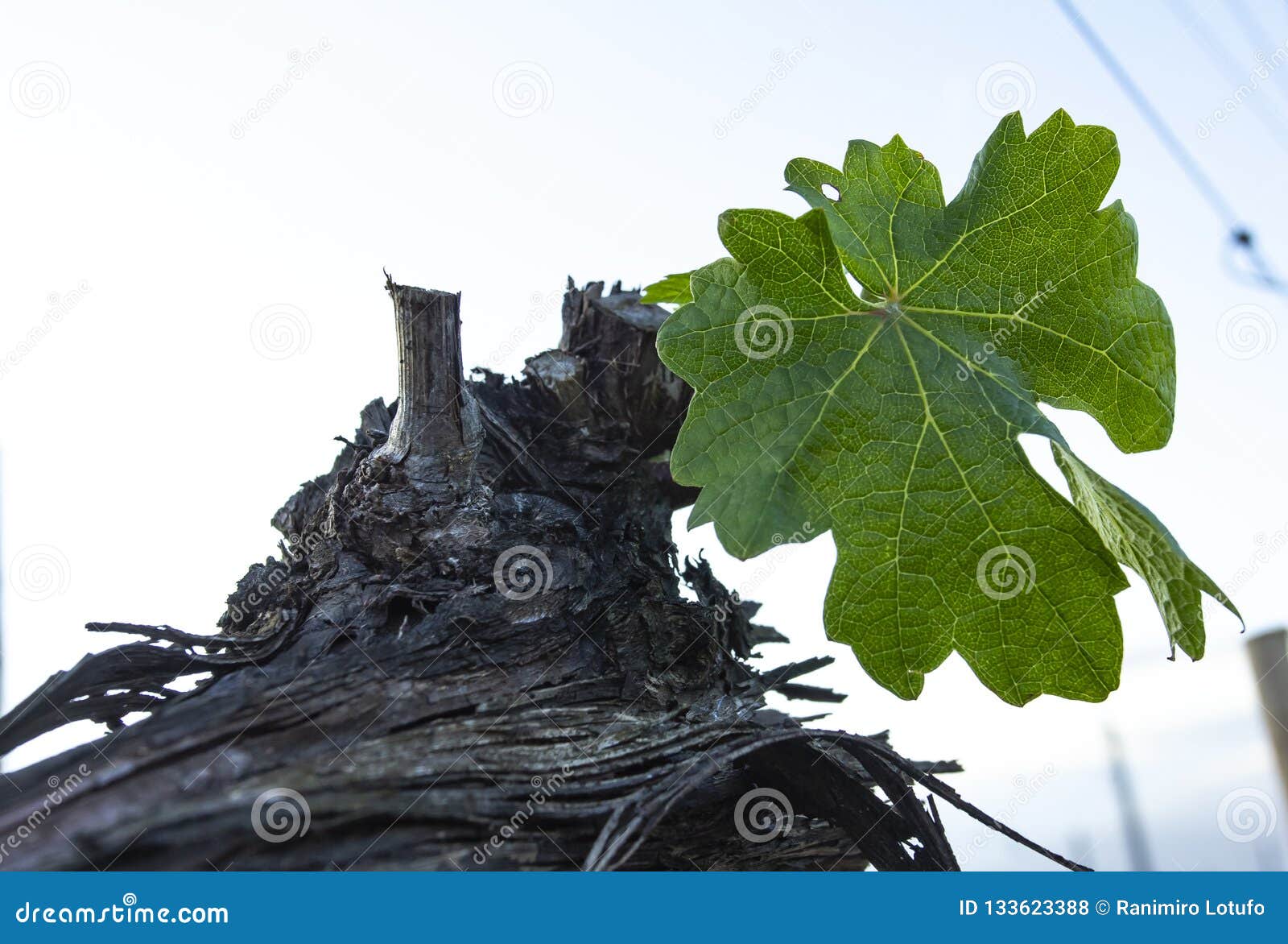 Grape Tree Pruning. Pruned and Trimmed for Growth To Harvest Stock ...
