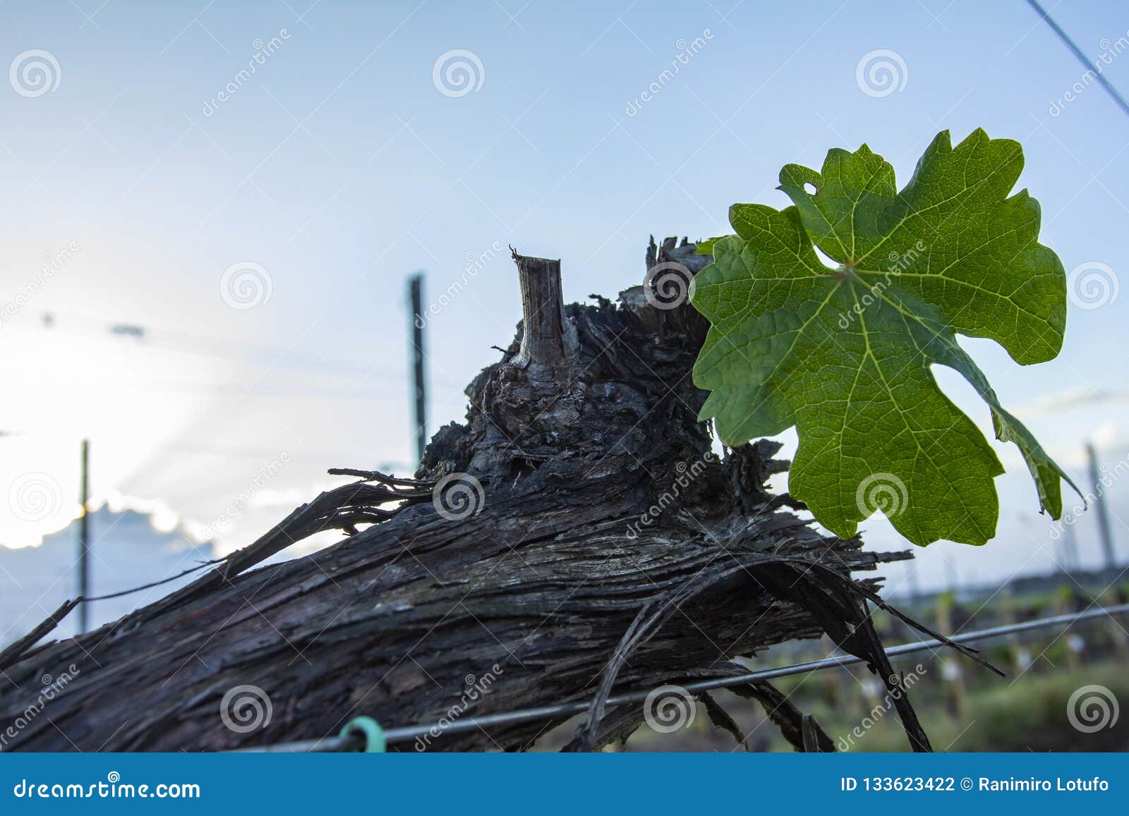 Grape Tree Pruning. Pruned and Trimmed for Growth To Harvest Stock ...