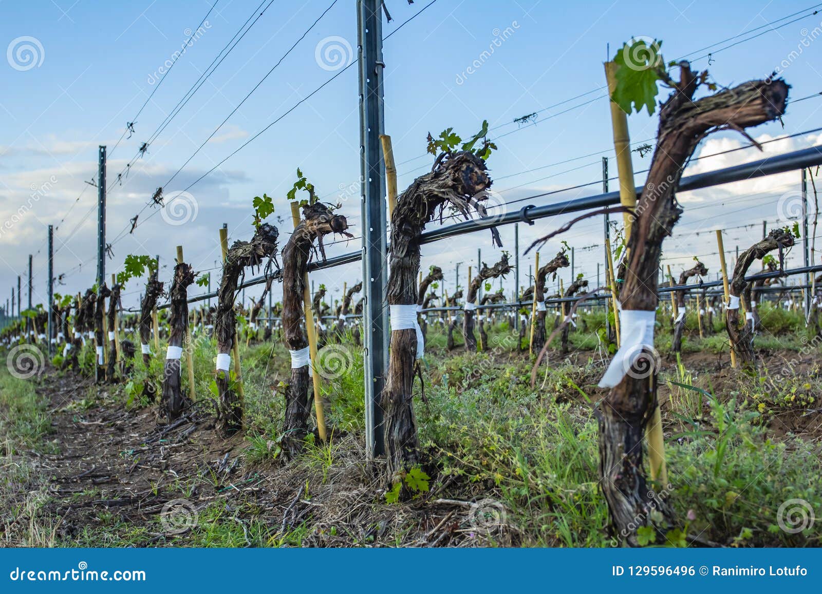 Grape Tree Pruning. Pruned And Trimmed For Growth To Harvest. View On ...