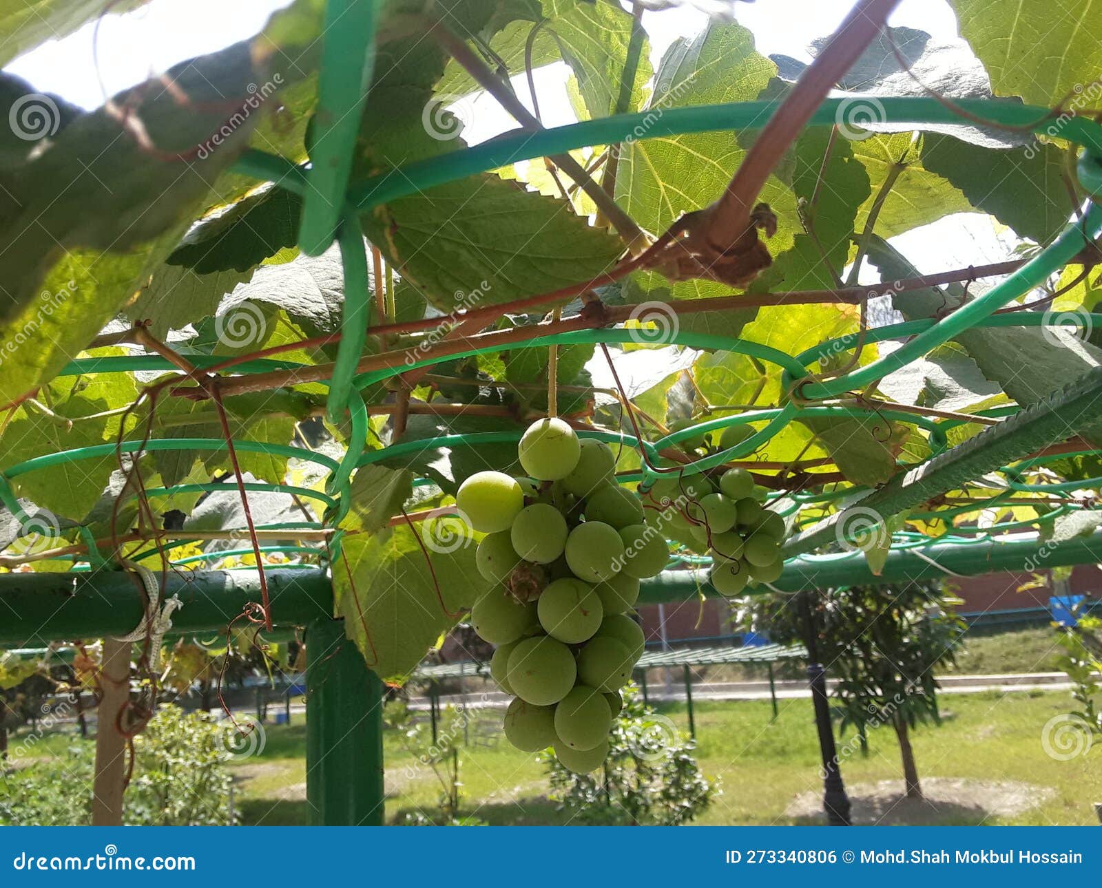 Grape Tree& X27;s in Ceitc Garden, Chottogram, Bangladesh. Stock Photo ...
