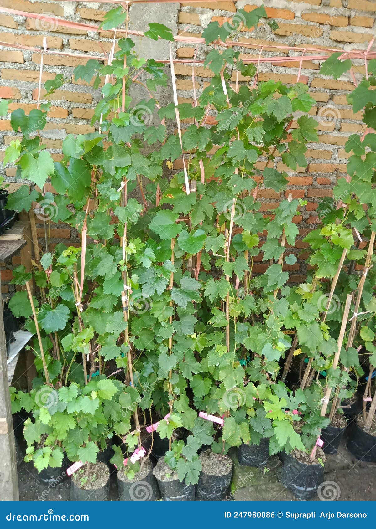 Grape Tree Seeds of Various Types with Fruit Colors Green, Black ...