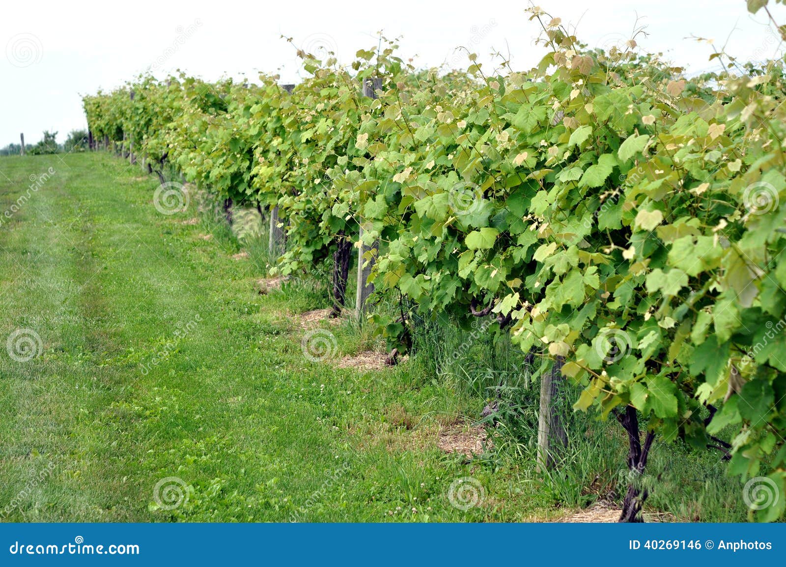 Grape tree stock photo. Image of vine, farm, plant, winery - 40269146
