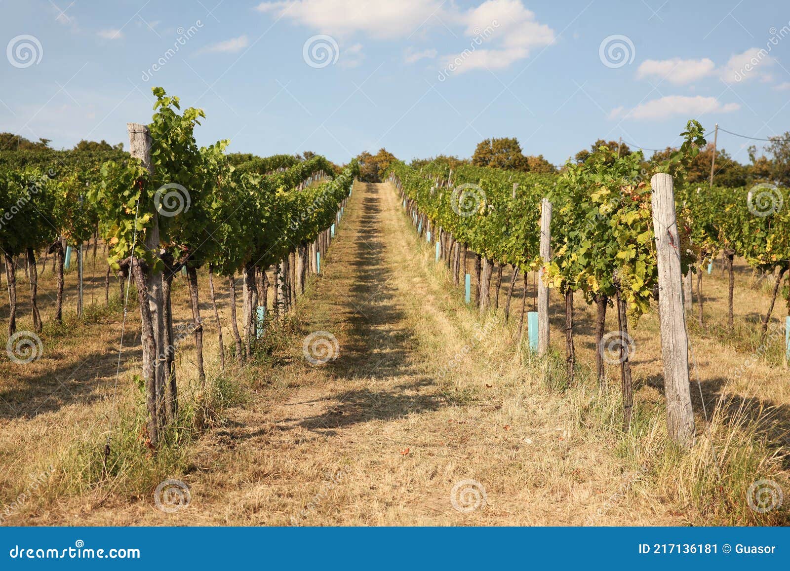 Grape Trees Growing in a Vineyard Garden in Summer Day, Wine Industry ...