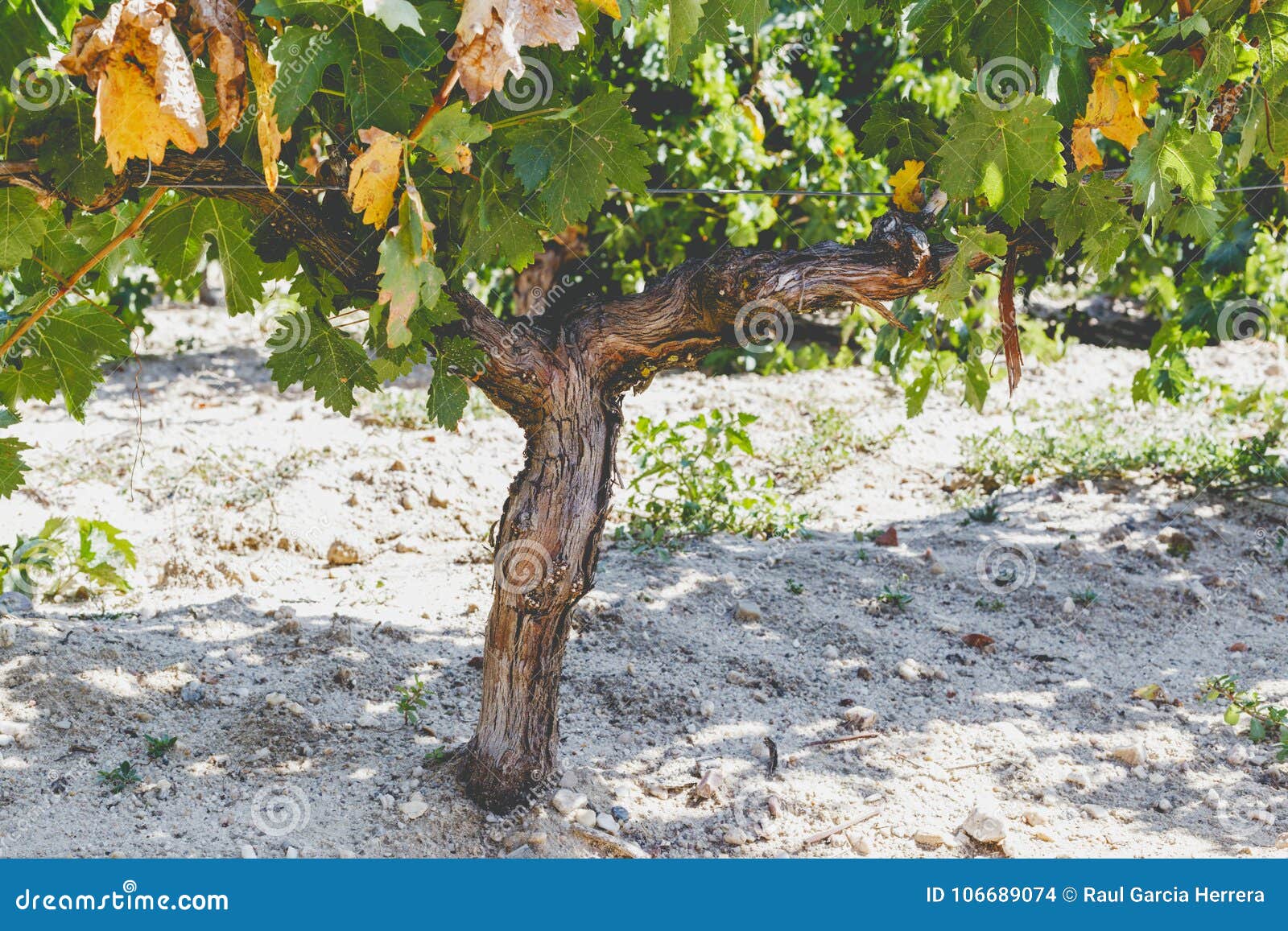 Grape Trunk. Grapevine Detail with Trunk and Earth Stock Photo - Image ...