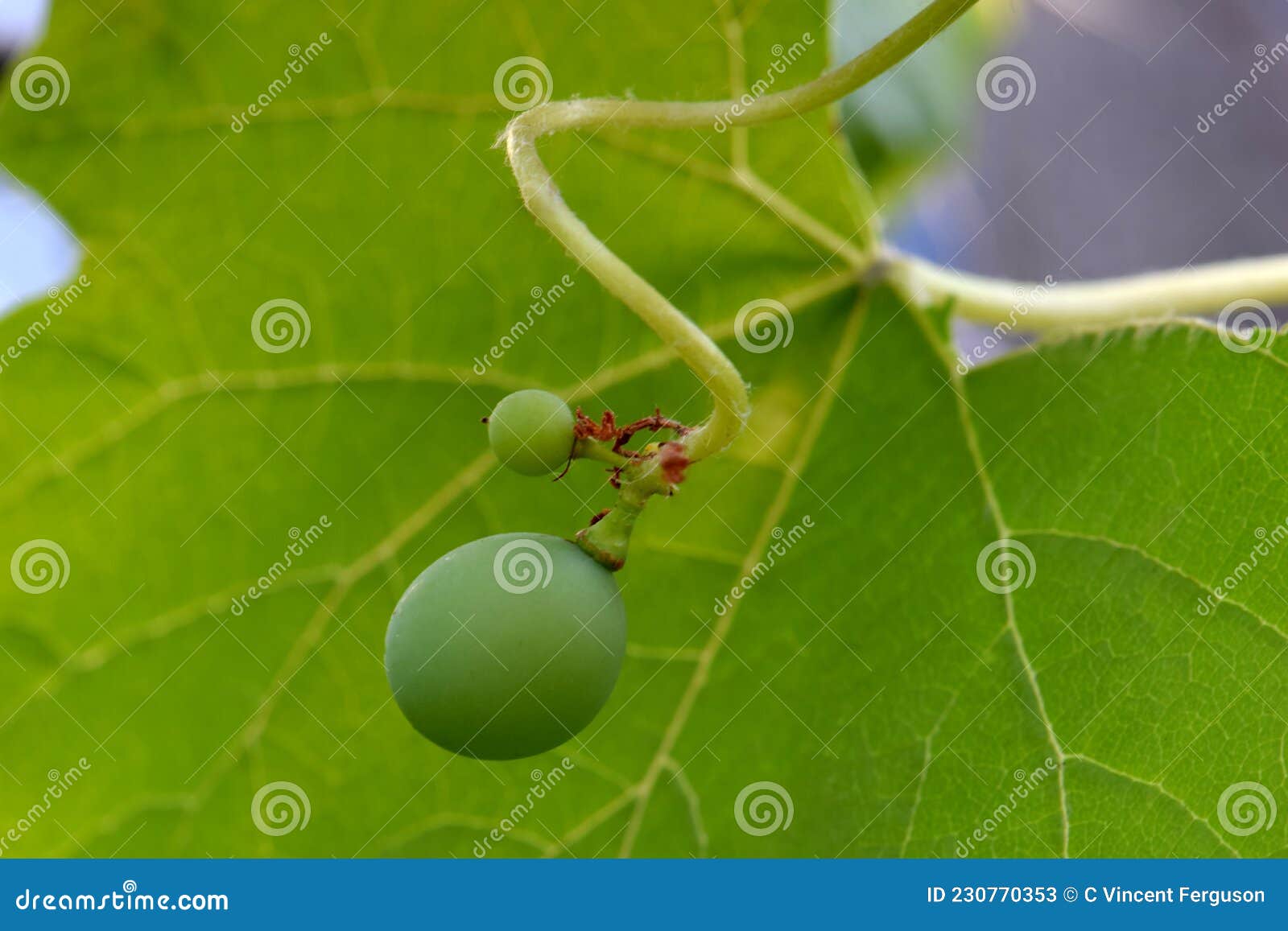 Green Grape Solo Twist 01 stock image. Image of solo - 230770353
