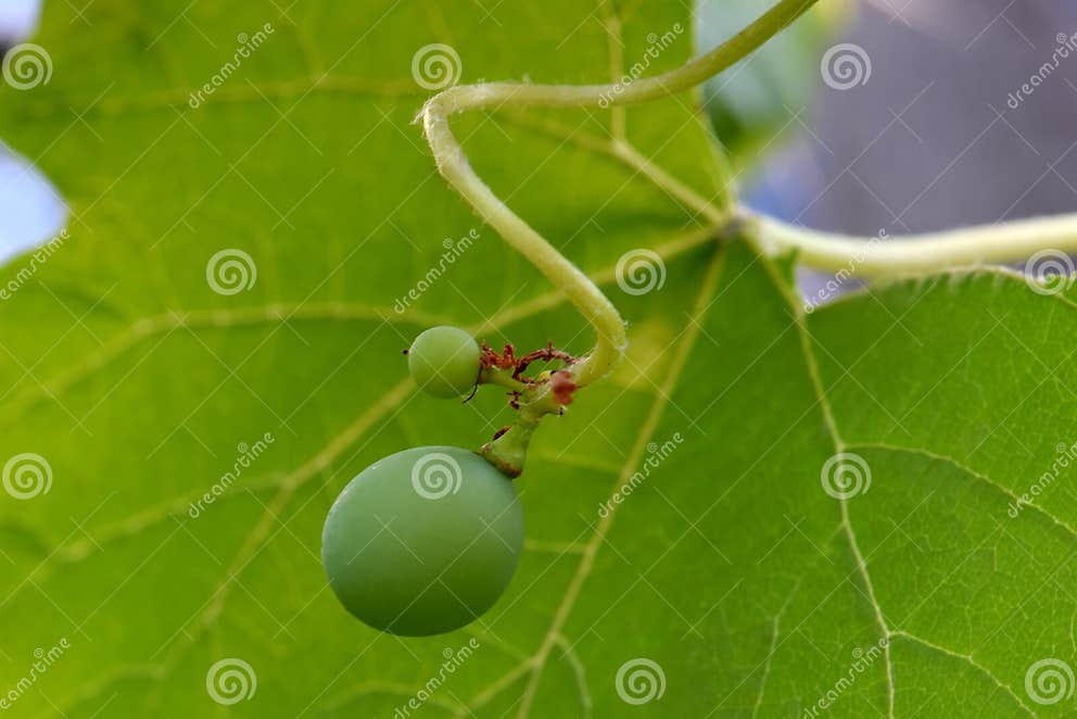 Green Grape Solo Twist 01 stock image. Image of solo - 230770353