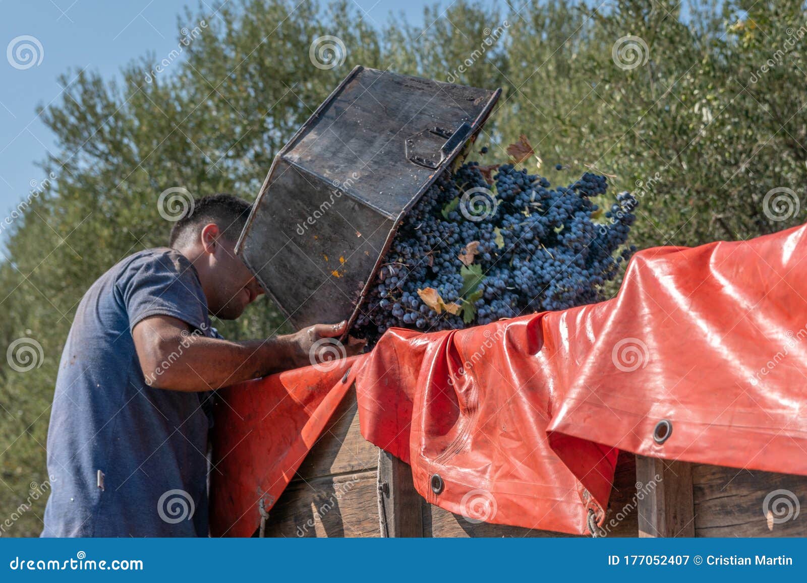 Grape Variety Cabernet Sauvignon in Bulk Editorial Photography - Image ...
