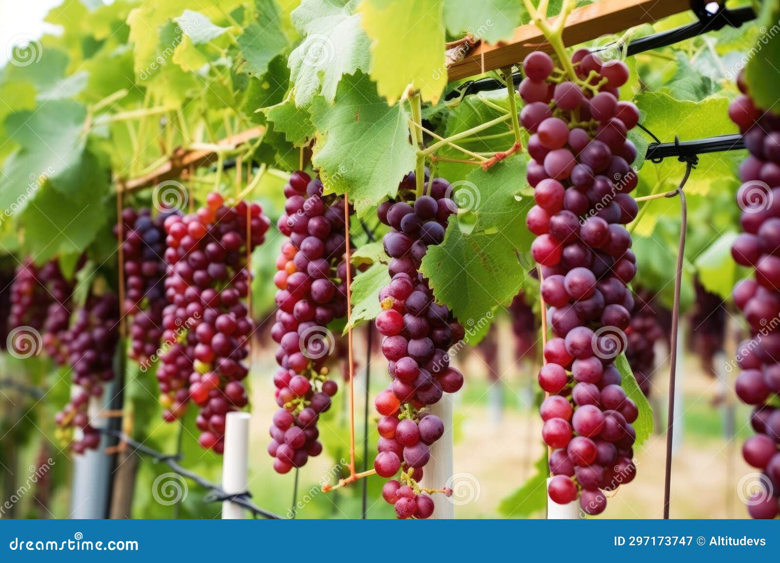Grape Vine Trellis Stock Illustrations – 32 Grape Vine Trellis Stock ...
