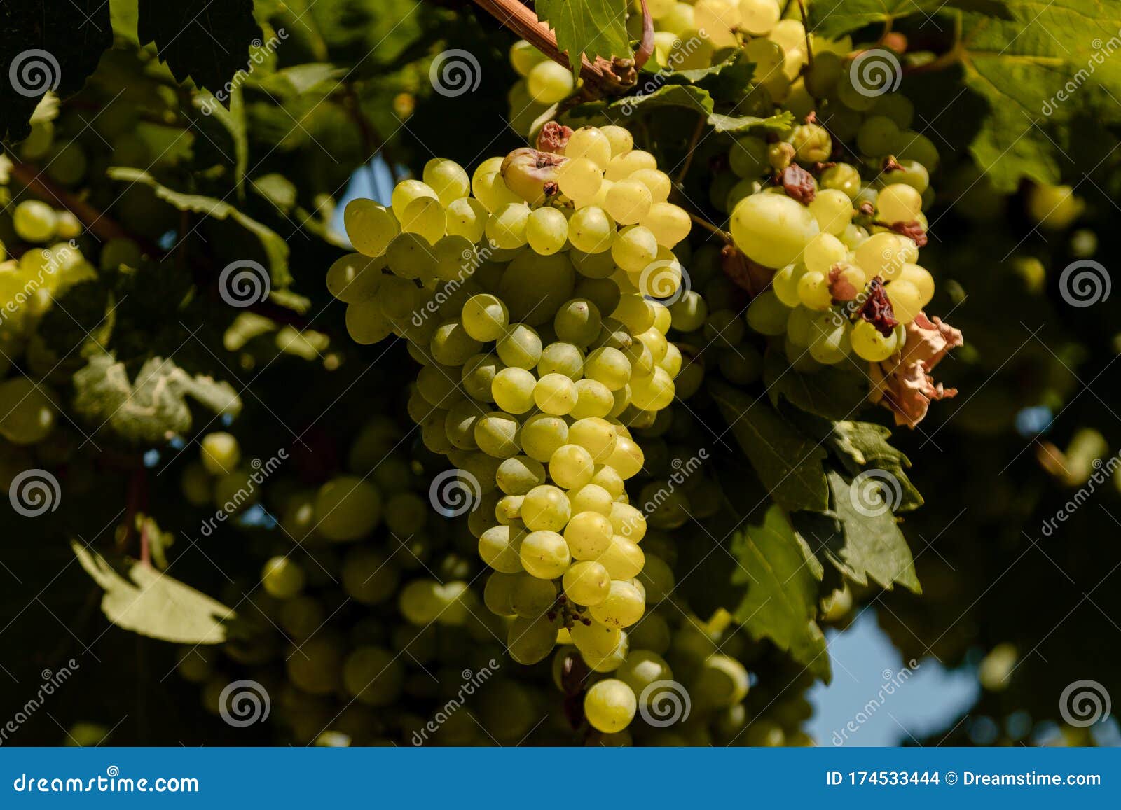 Grape, Very Ripe, in the Sun, Stock Photo - Image of wine, white: 174533444