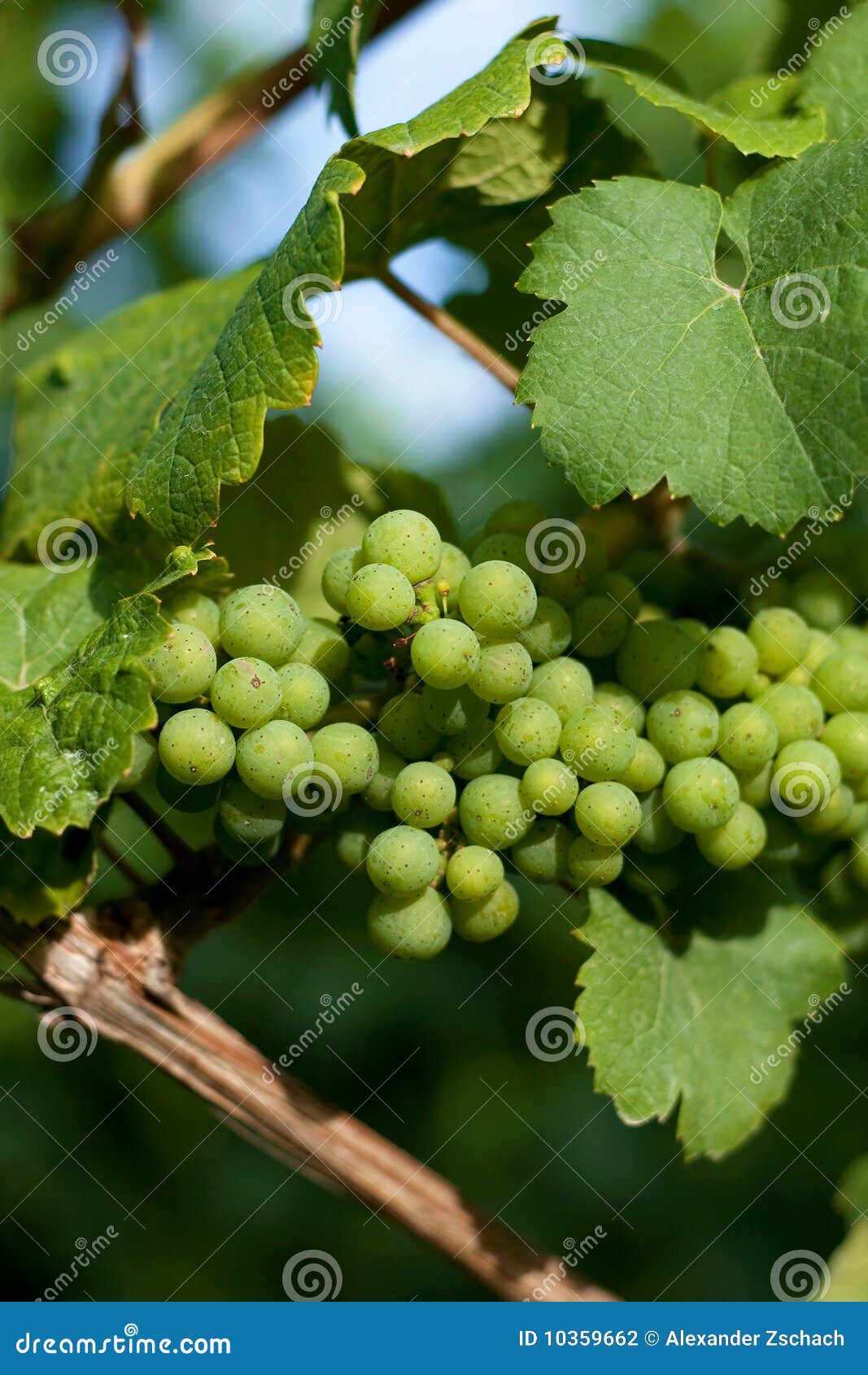 Grape vine stock photo. Image of farm, cabernet, sunny - 10359662