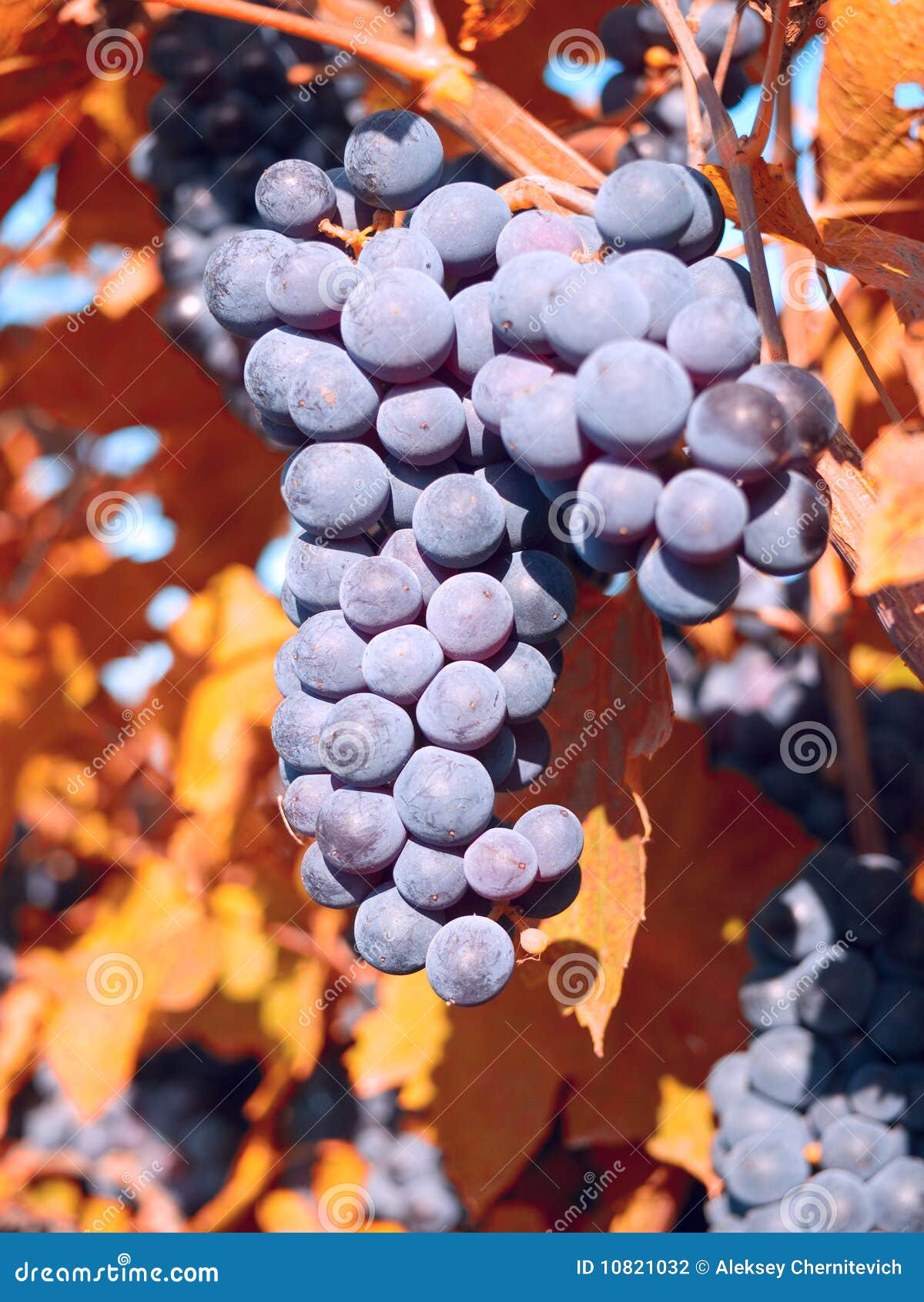 Grape on the vine stock photo. Image of outdoors, agriculture - 10821032