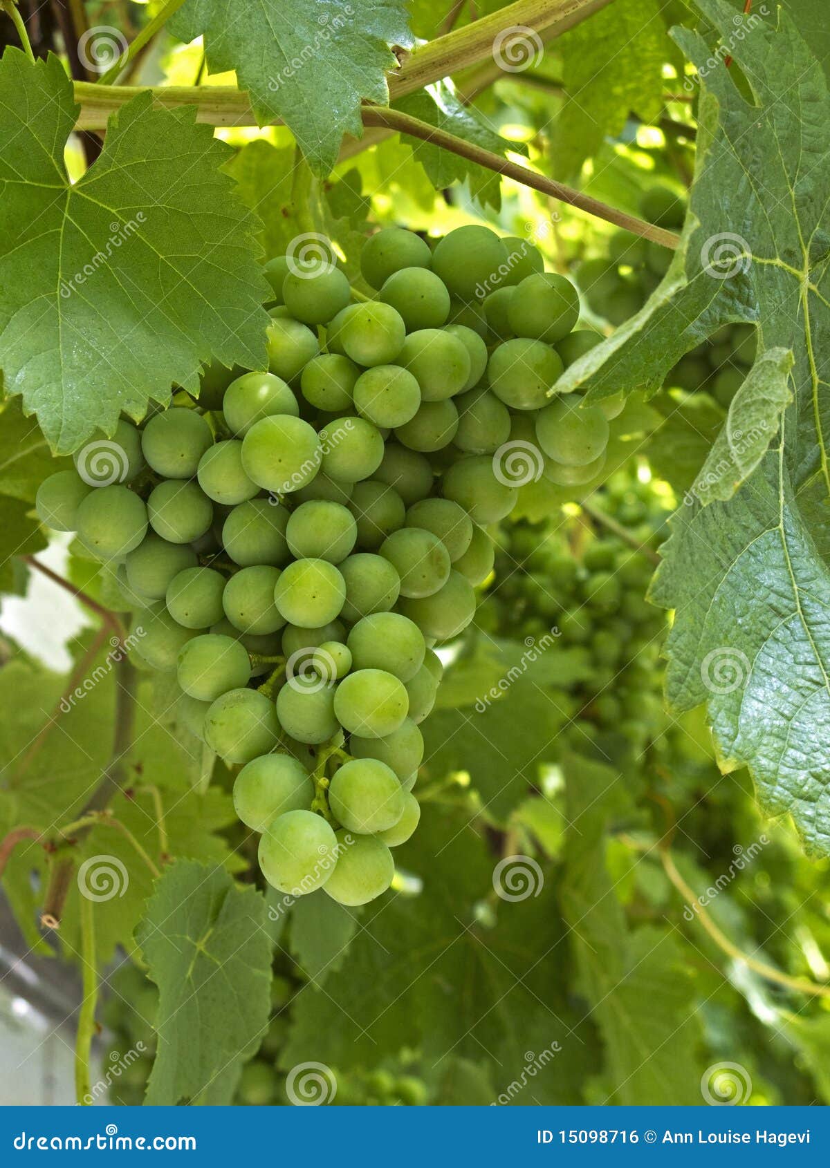Grape vine stock photo. Image of plant, cultivation, berry - 15098716
