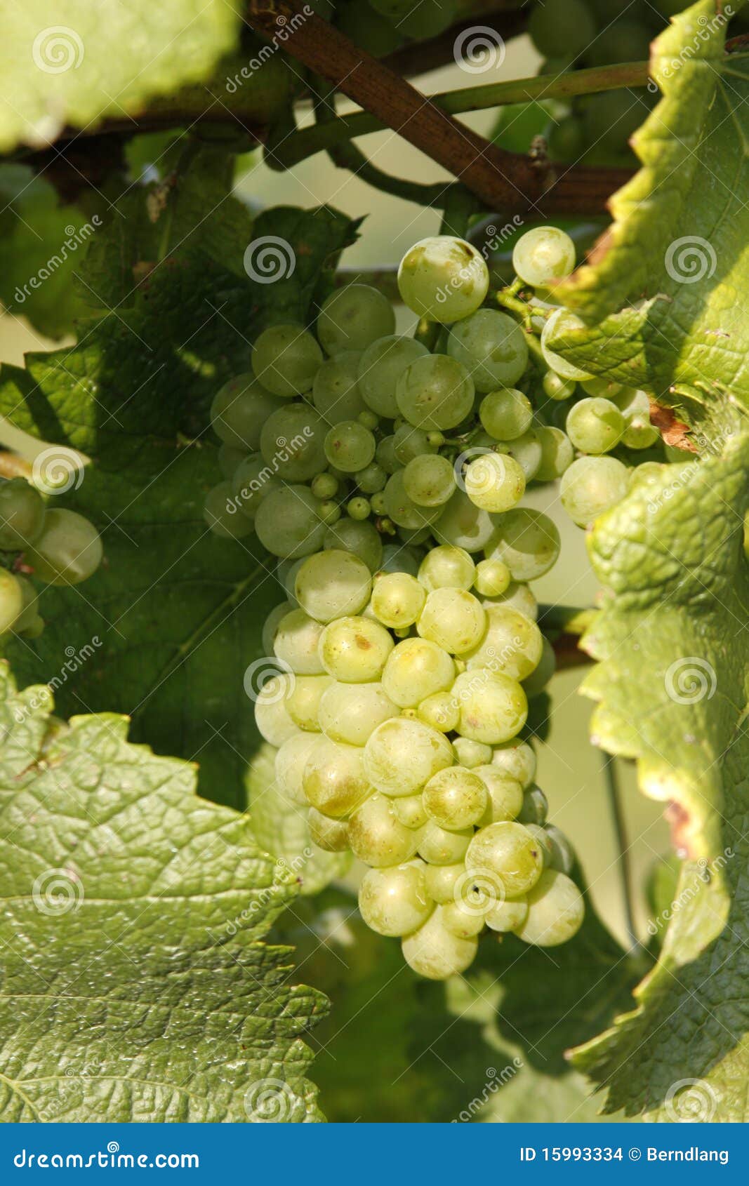 Grape vine stock photo. Image of outdoor, growing, landwirtschaft ...