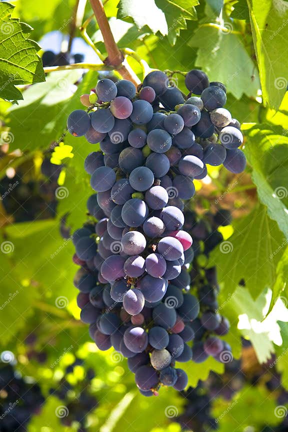Grape vine stock image. Image of ripe, bush, grapevine - 23004937