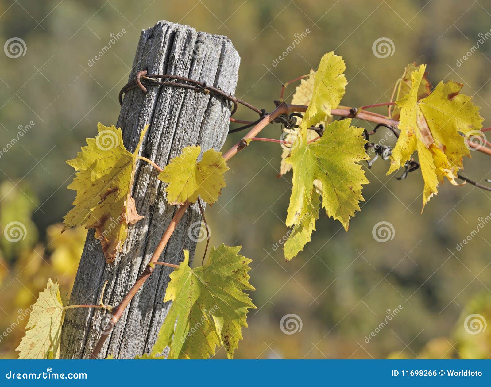 Grape vine in Autumn stock photo. Image of vine, fall - 11698266