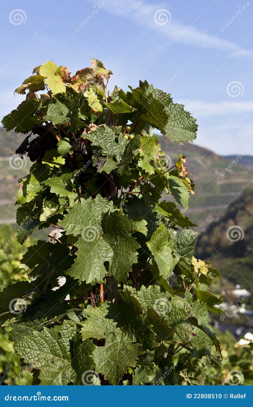 Grape Vine in the Autumn Sun Stock Photo - Image of making, mosel: 22808510