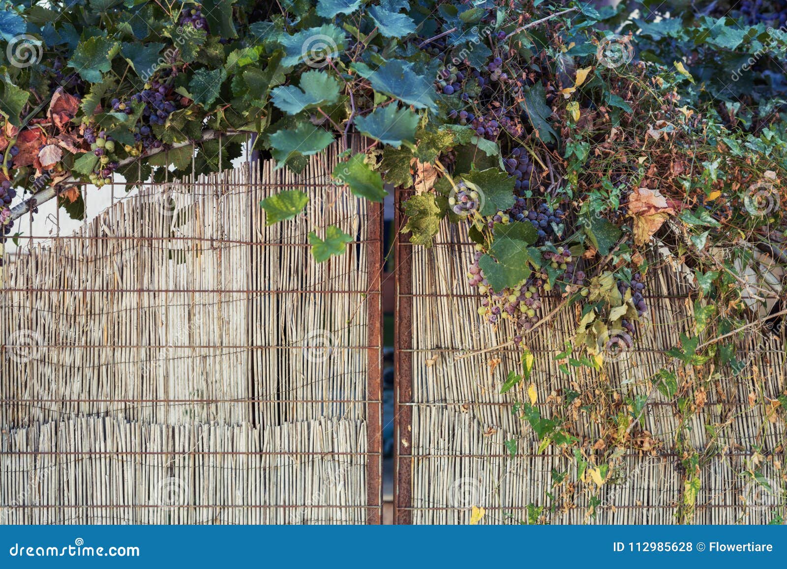 Straw Gate With Chinese Colorful Lanterns With A Fairy Castle On ...