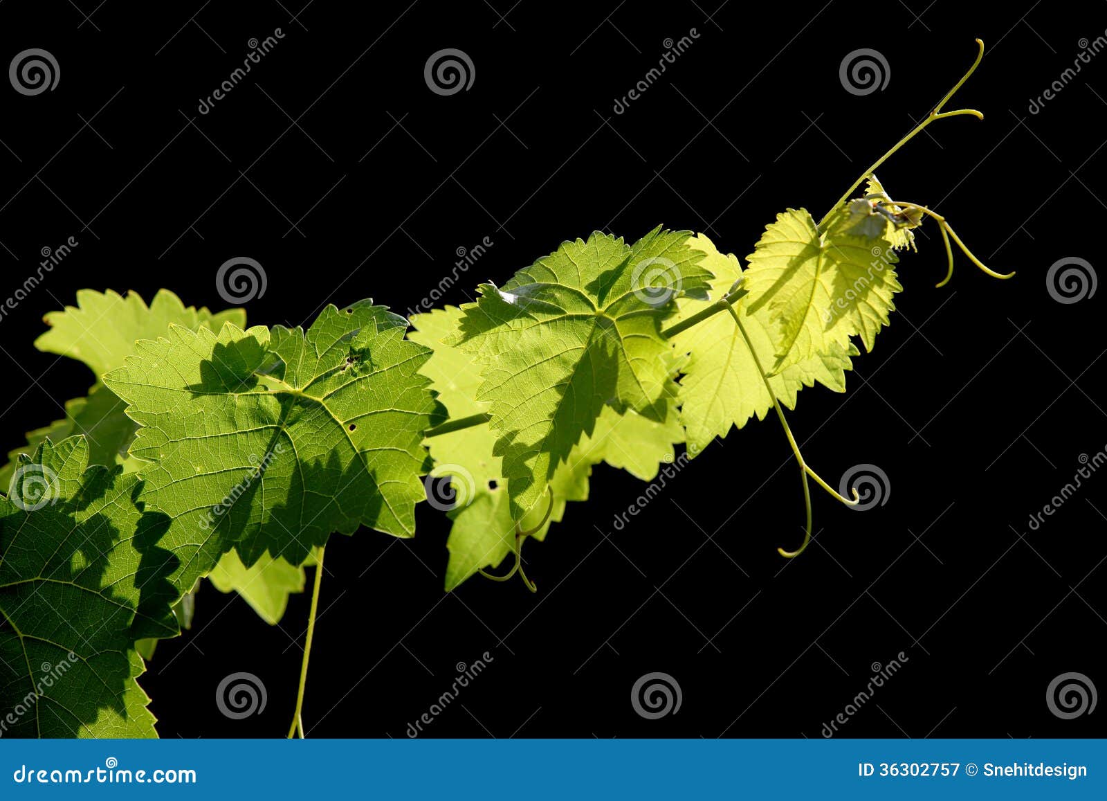 Grape Vine on Black Background Stock Image - Image of flora, isolated ...
