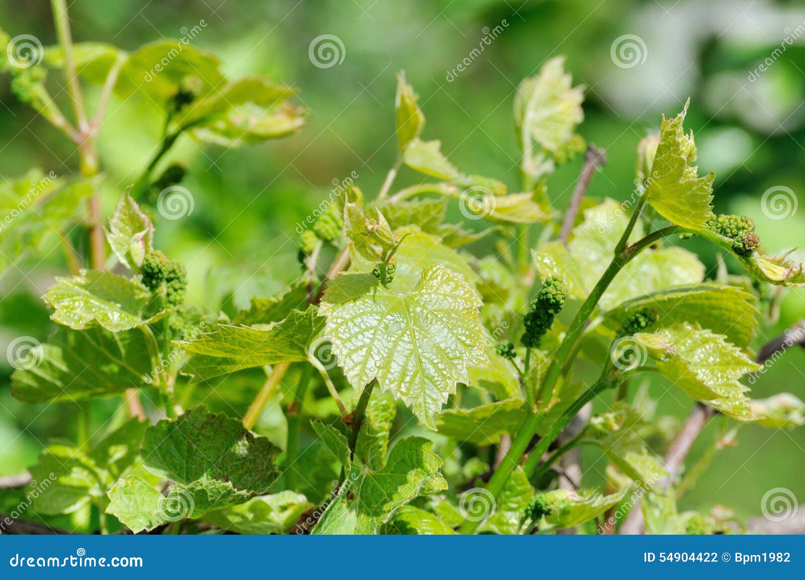 Grape vine in bloom stock photo. Image of leaf, closeup - 54904422