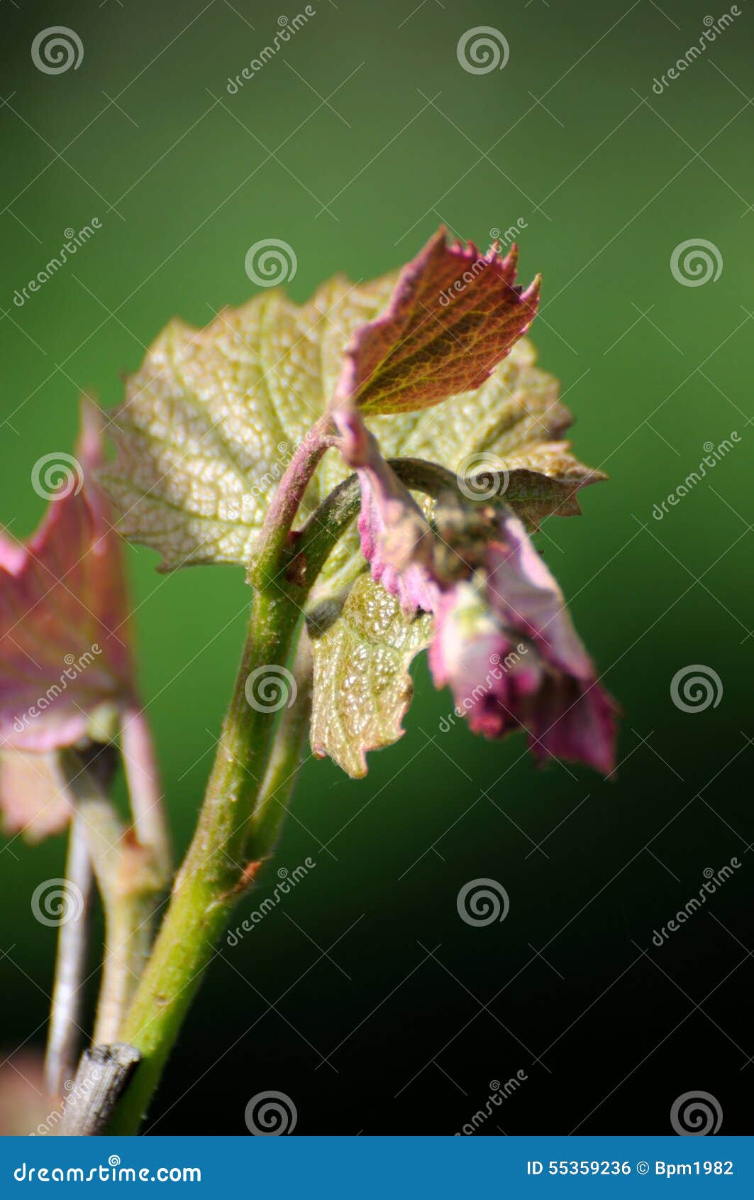 Grape vine in bloom stock photo. Image of green, diet - 55359236