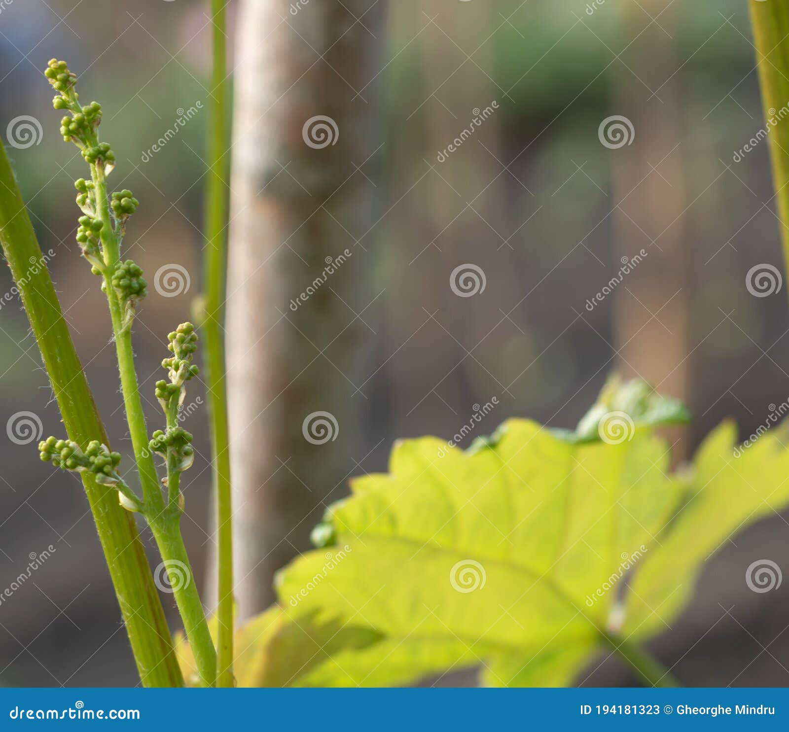 Grape Vine in Bloom - in the Process of Grape Development Stock Image ...