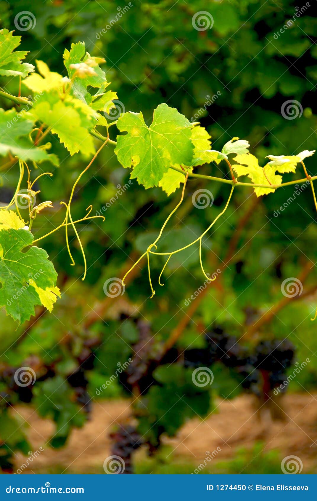 Grape vine branch stock photo. Image of horticultural - 1274450