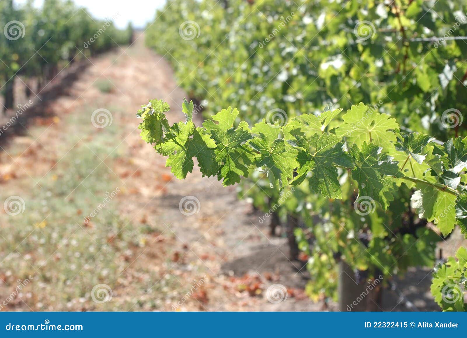 Grape Vine Branch stock image. Image of grapevine, beauty - 22322415