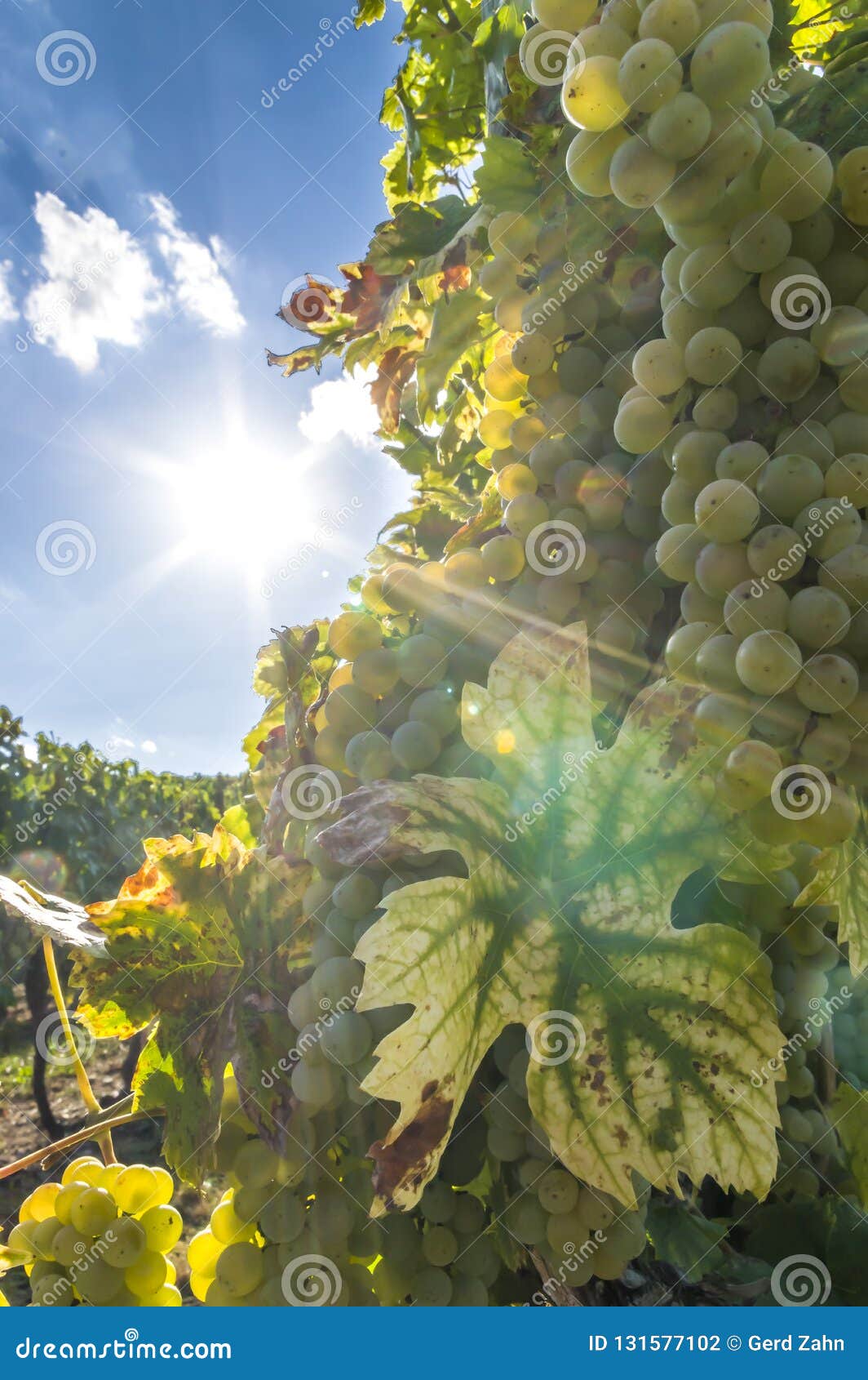 Grape Vine with Bright Grapes and Berries in Backlight with Sun Star ...
