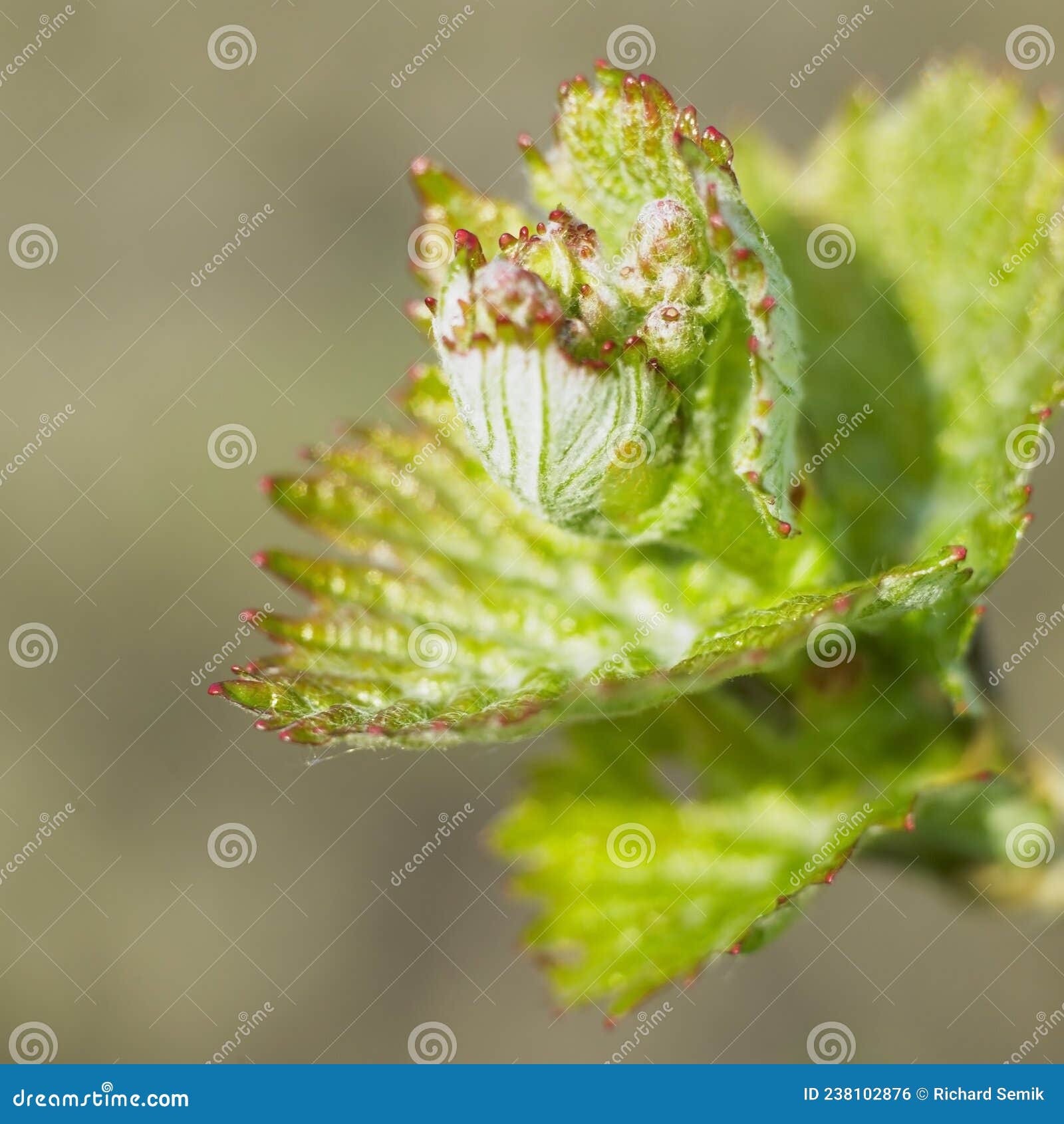 Close up of grape-vine bud stock photo. Image of nature - 238102876