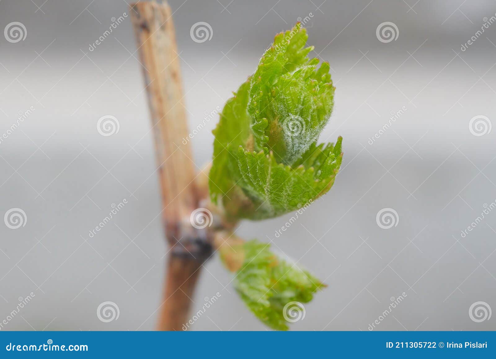 Grape Vine with a Bud. Shot with a Beautiful Bokeh. New Growth Budding ...