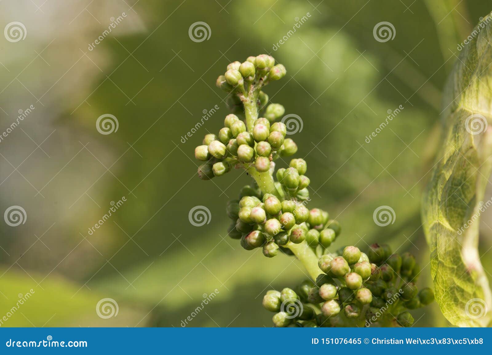 Grape Vine Buds, Vitis Vinifera Stock Image - Image of beverages ...