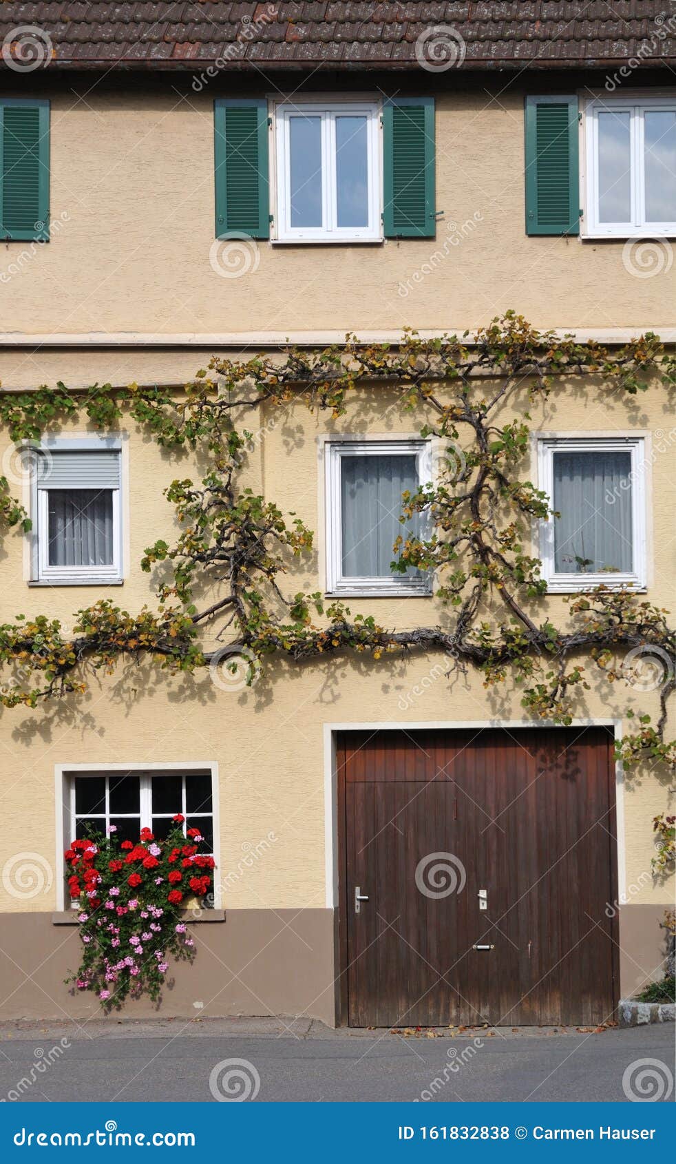 Grape Vine Climbing at Facade of Old House Stock Photo - Image of ...
